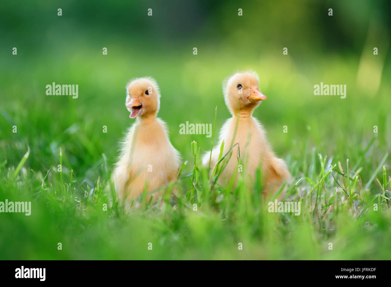 Cute Yellow Baby Ducks