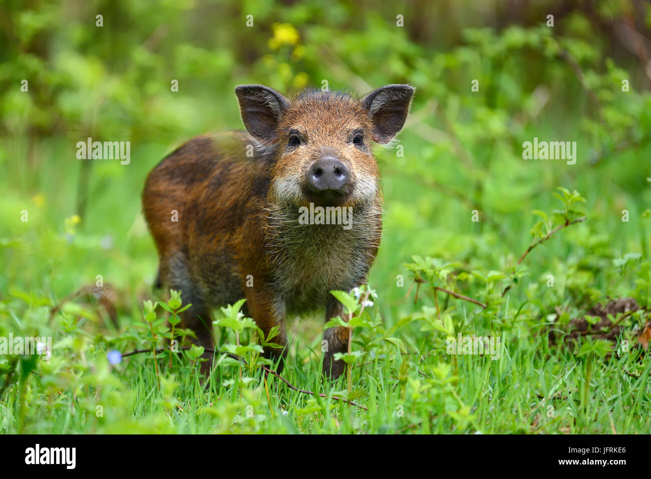 Wild boar on the forest in springtime Stock Photo - Alamy