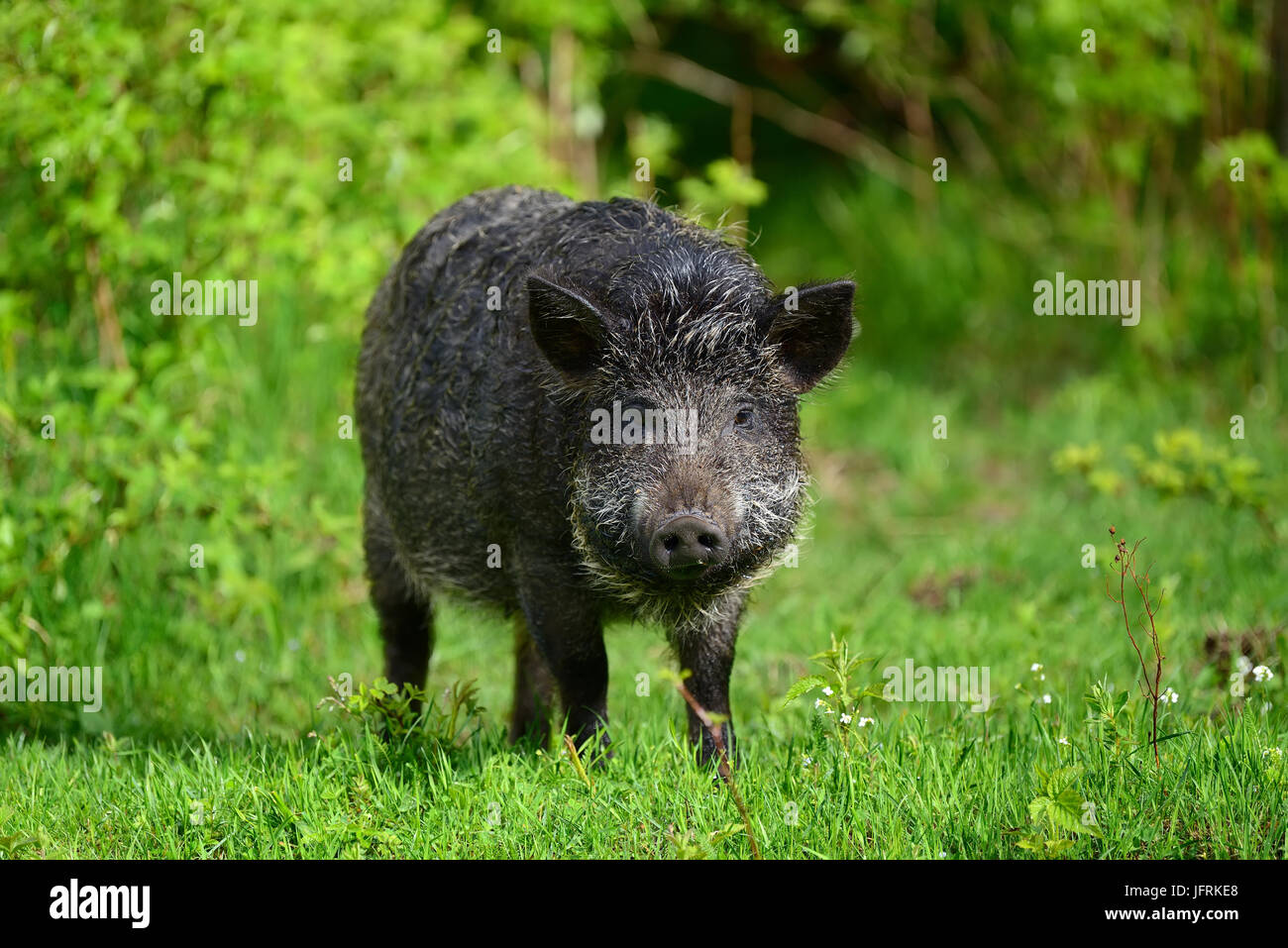 Wild boar on the forest in springtime Stock Photo - Alamy
