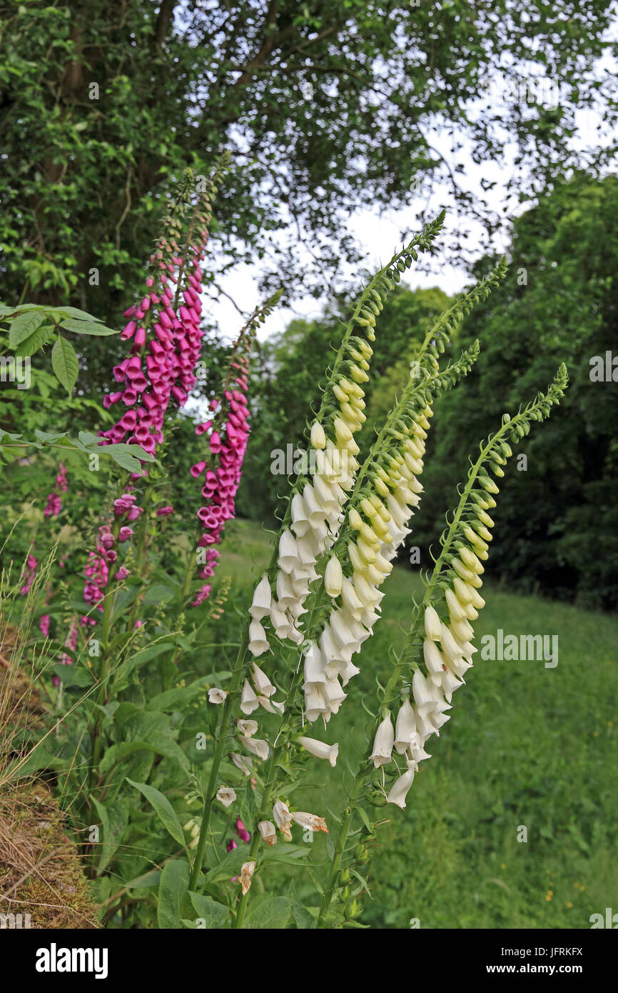 Wild Foxgloves flowering Stock Photo - Alamy