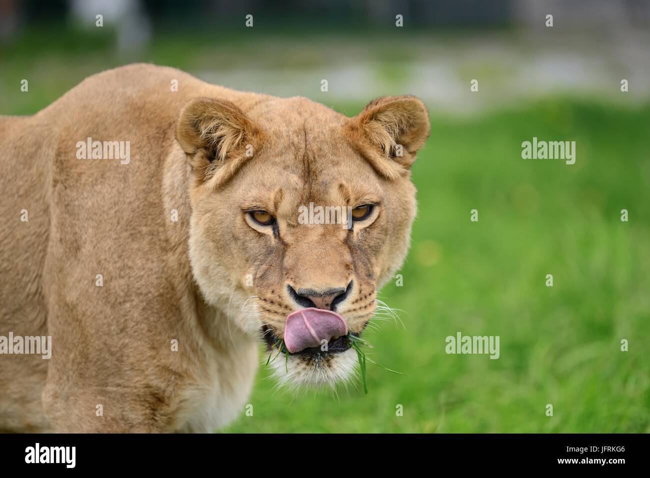 Young lion in green grass Stock Photo - Alamy