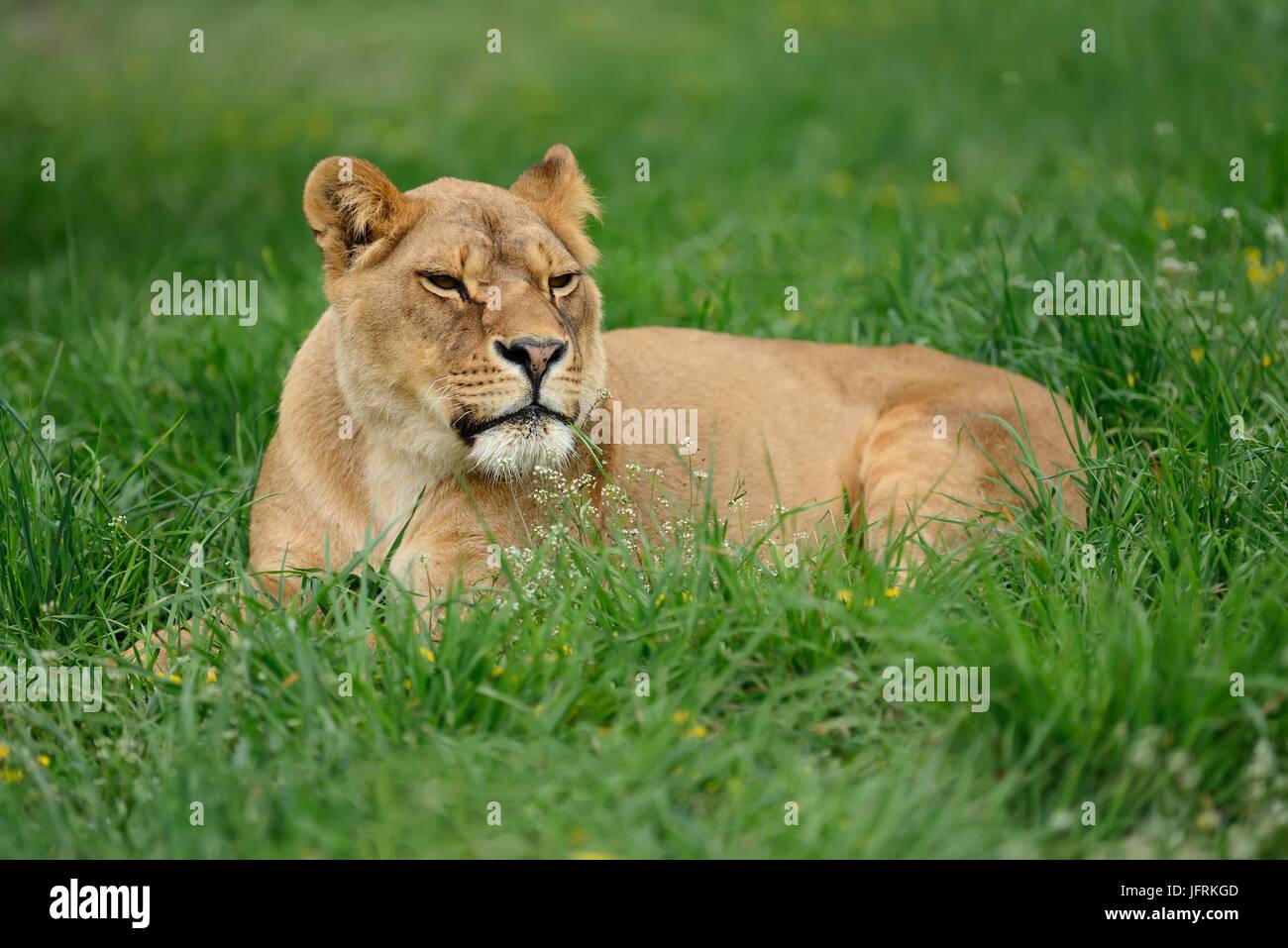 Young lion in green grass Stock Photo - Alamy