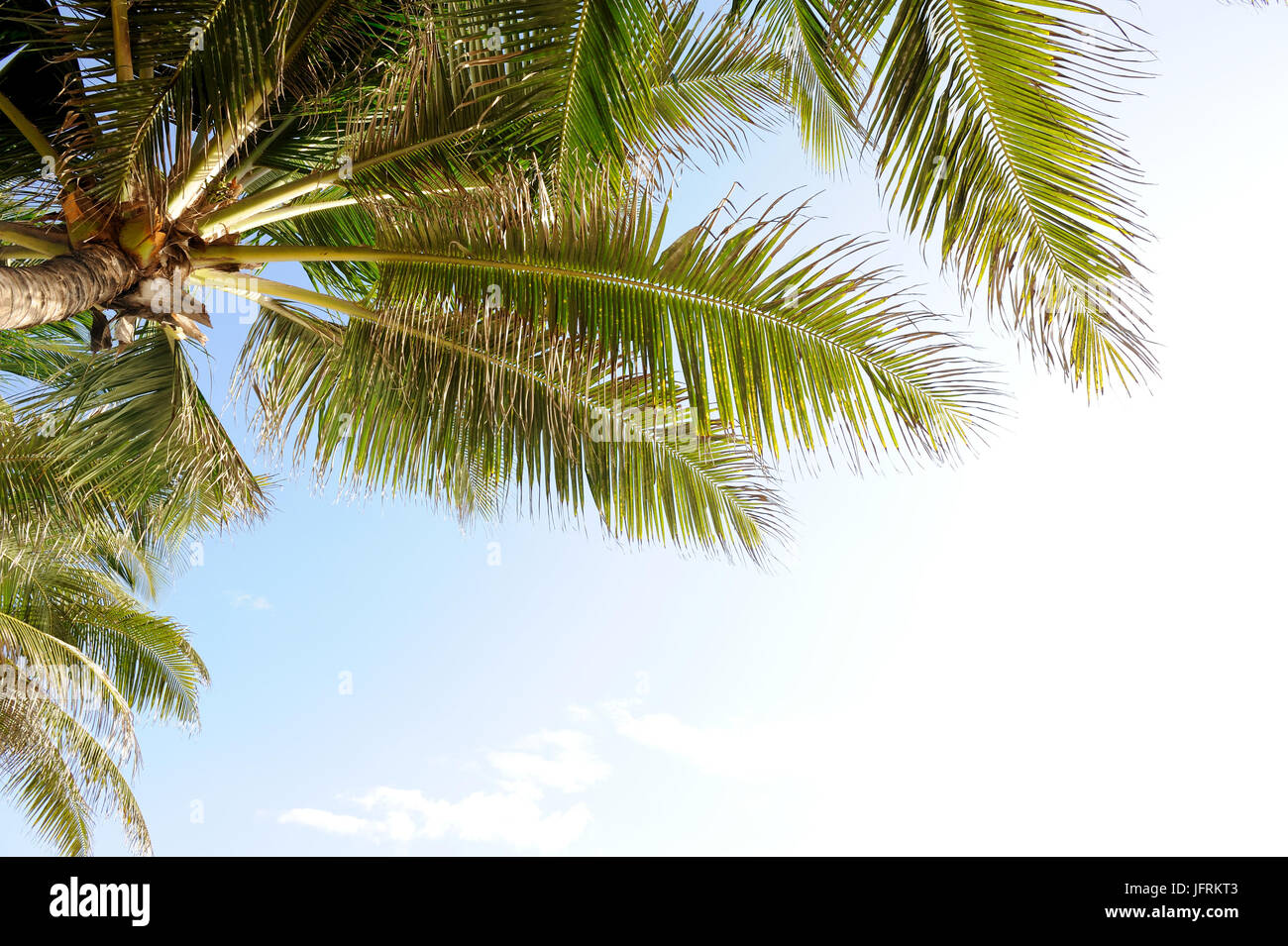 Beautiful palm trees at beach ocean Stock Photo - Alamy