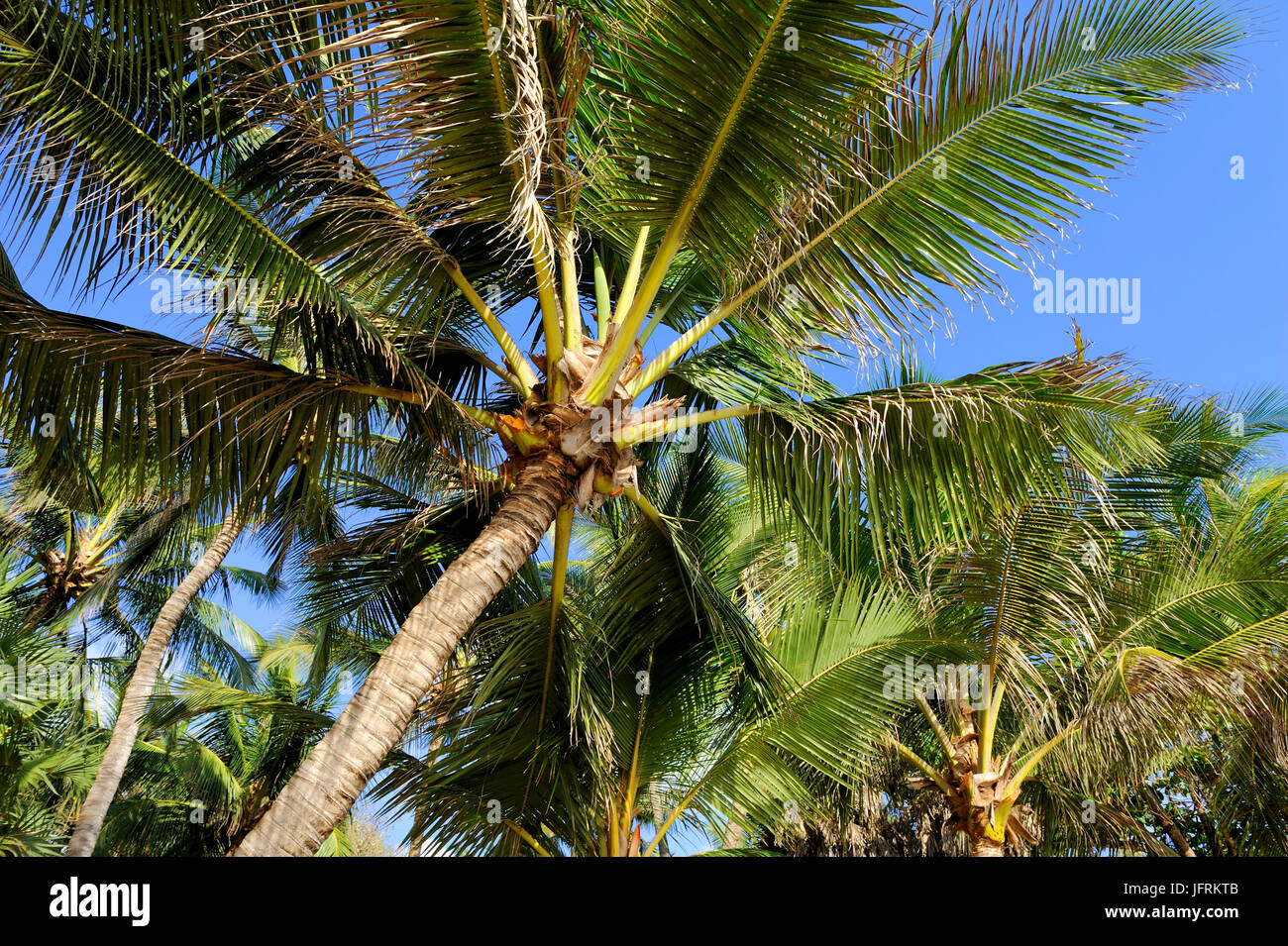 Beautiful palm trees at beach ocean Stock Photo - Alamy