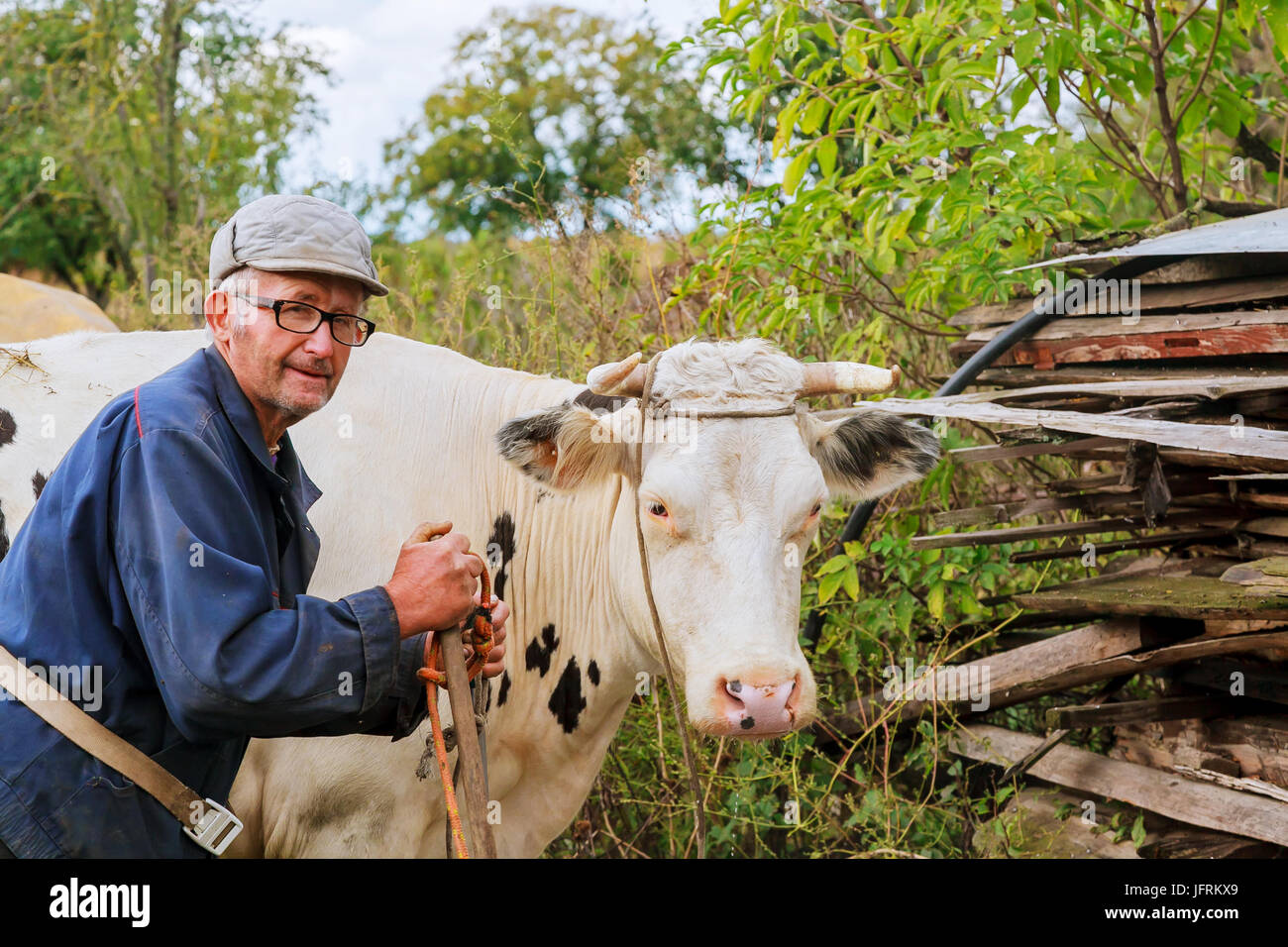 Male cow hi-res stock photography and images - Alamy