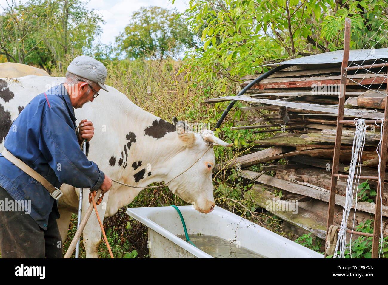Man milk cow hi-res stock photography and images - Alamy
