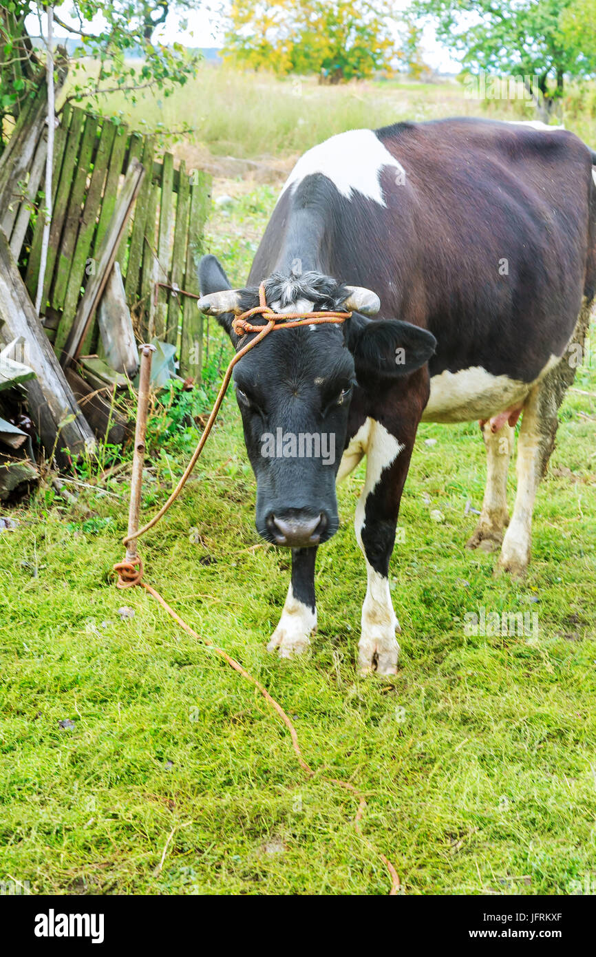 Cow is eating green grass hi-res stock photography and images - Alamy