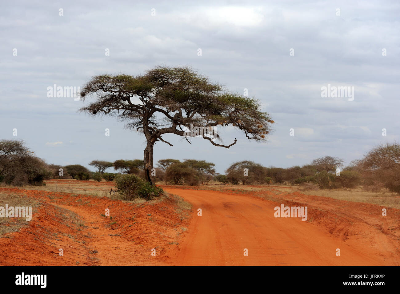 Beautiful landscape with tree in Africa Stock Photo - Alamy