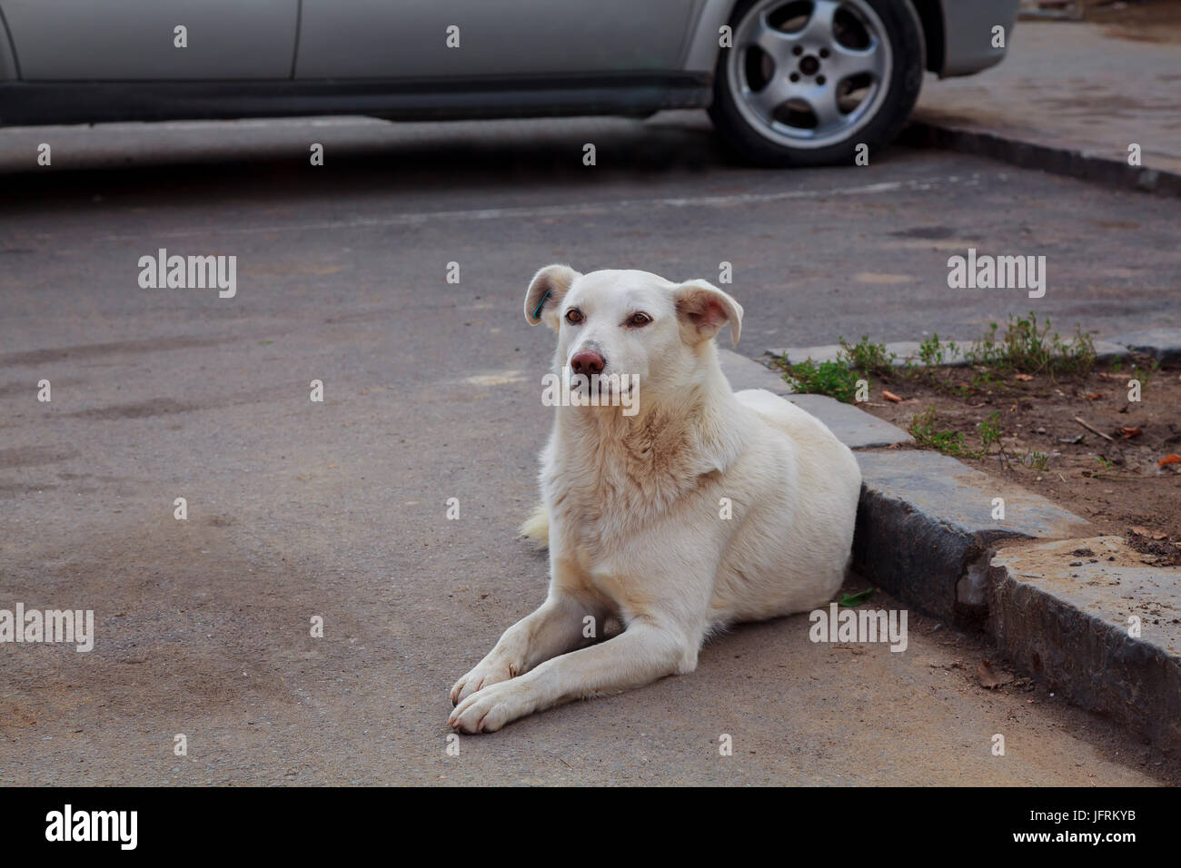 Stray homeless dog sitting hi-res stock photography and images - Alamy