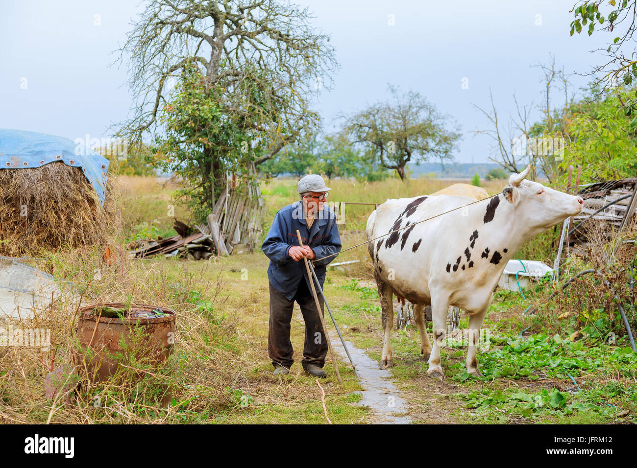 Farmer with cows on a green field Senior male cow grazes in village ...