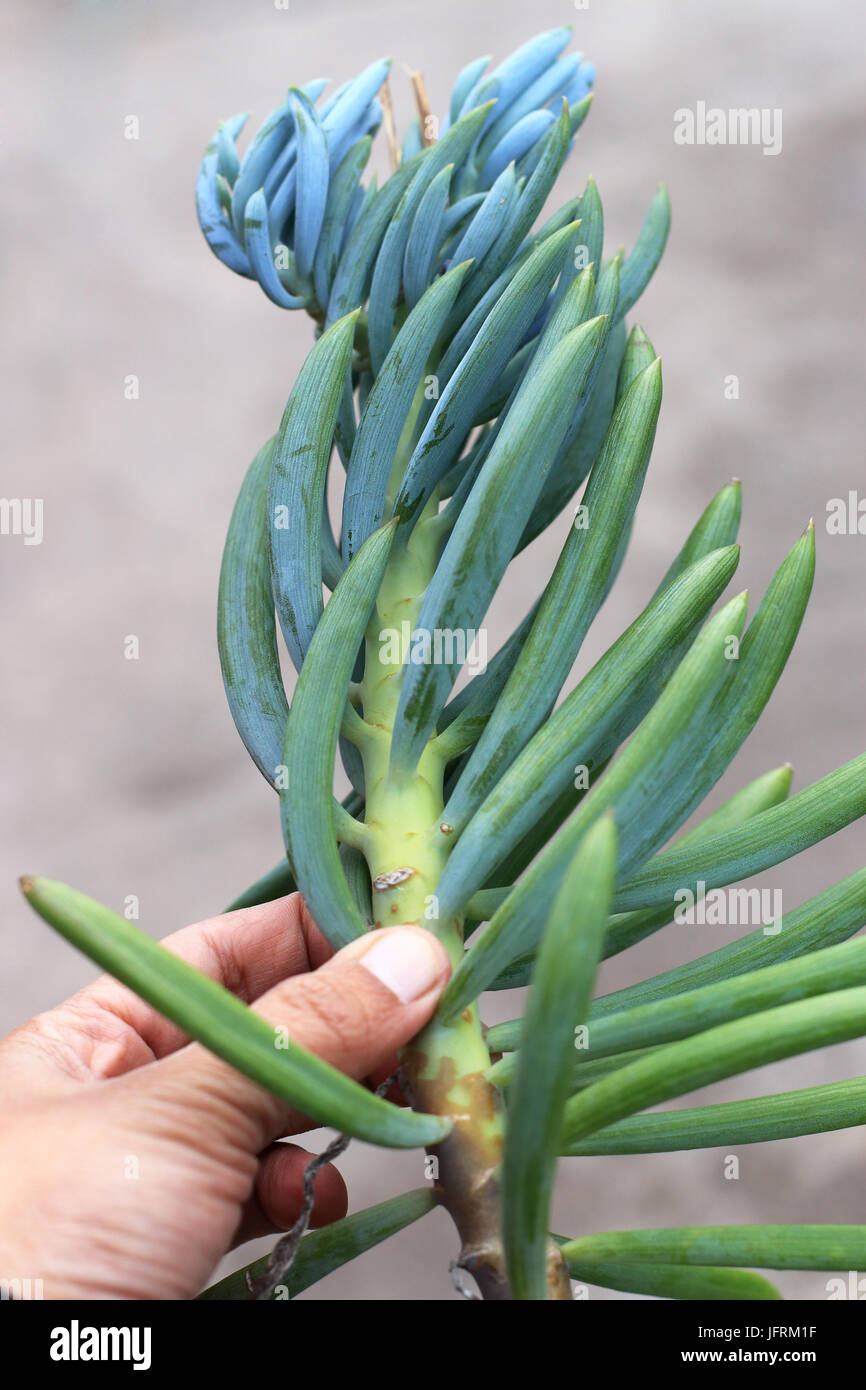 Blue Chalk Sticks Succulent or known as Senecio Mandraliscae, Blue ...