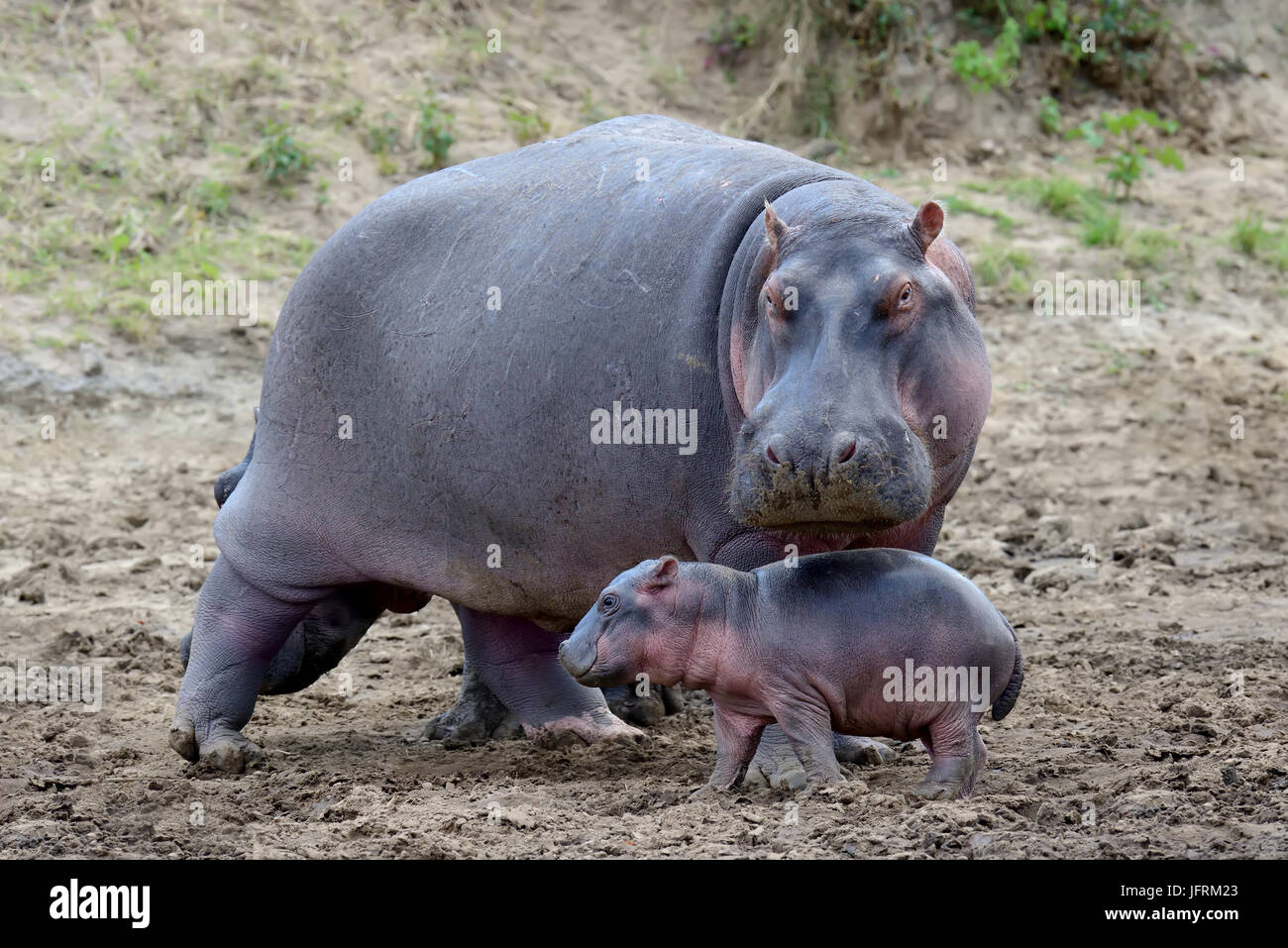 Hippo family (Hippopotamus amphibius) outside the water, Africa Stock ...