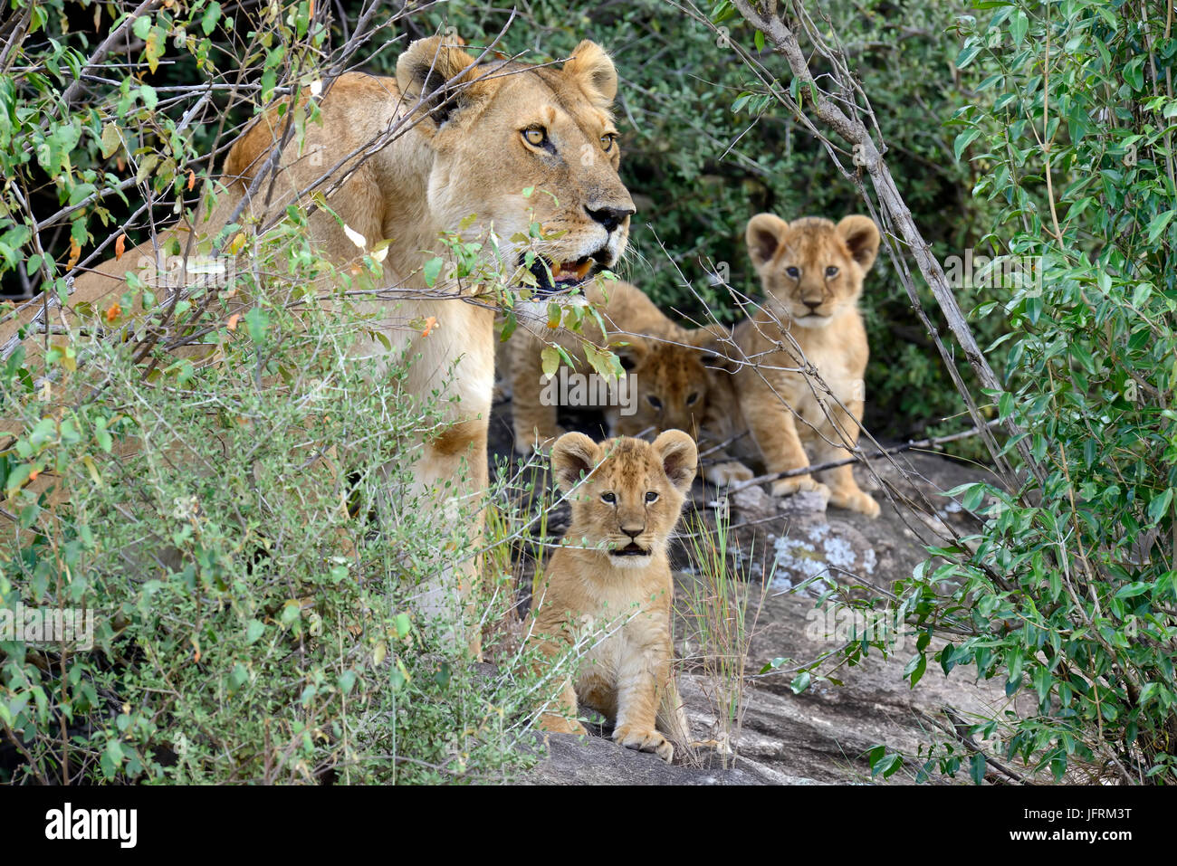 Female lion with cub in National park of Africa Stock Photo - Alamy