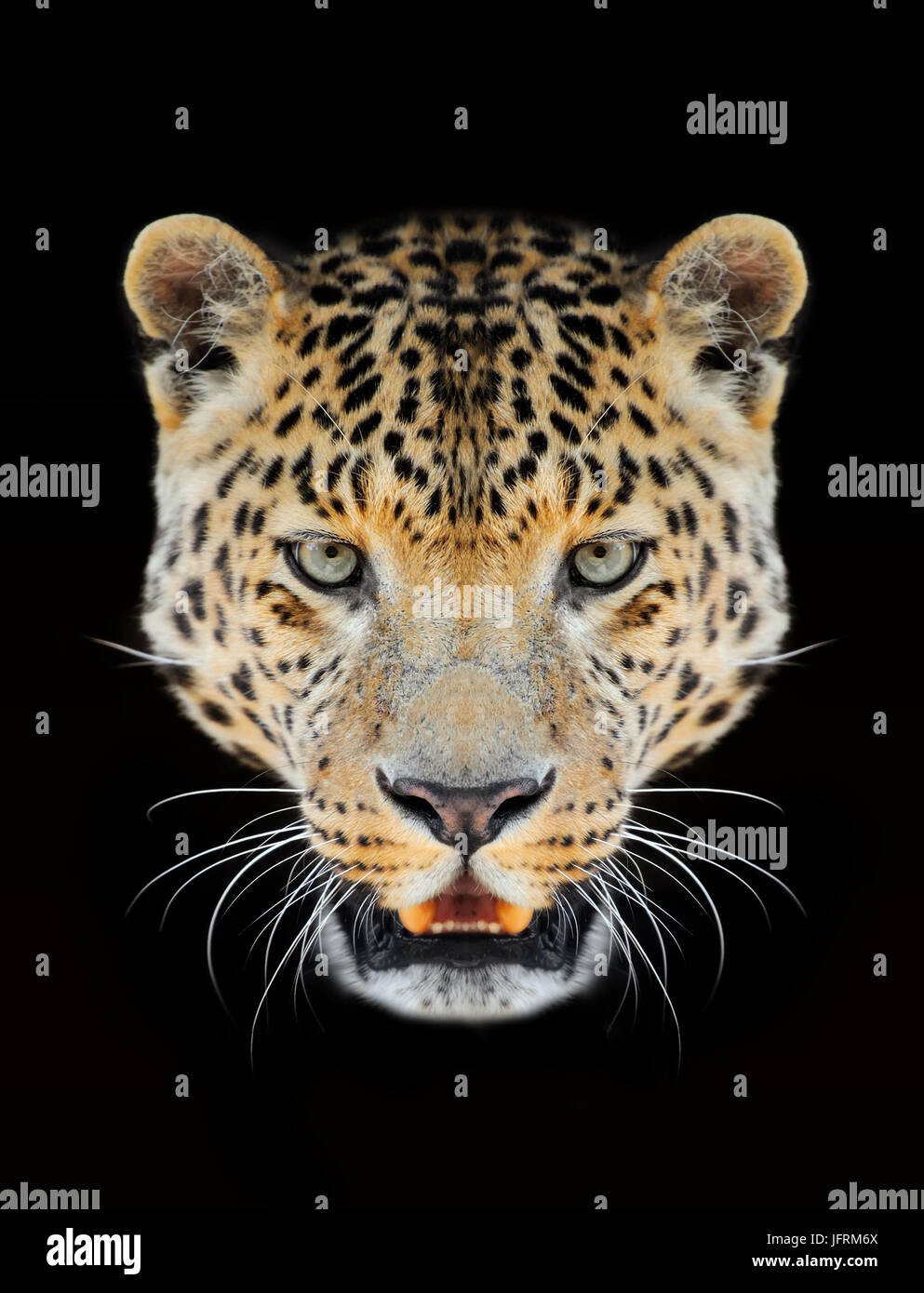 Close-up wild leopard portrait on the dark background Stock Photo - Alamy