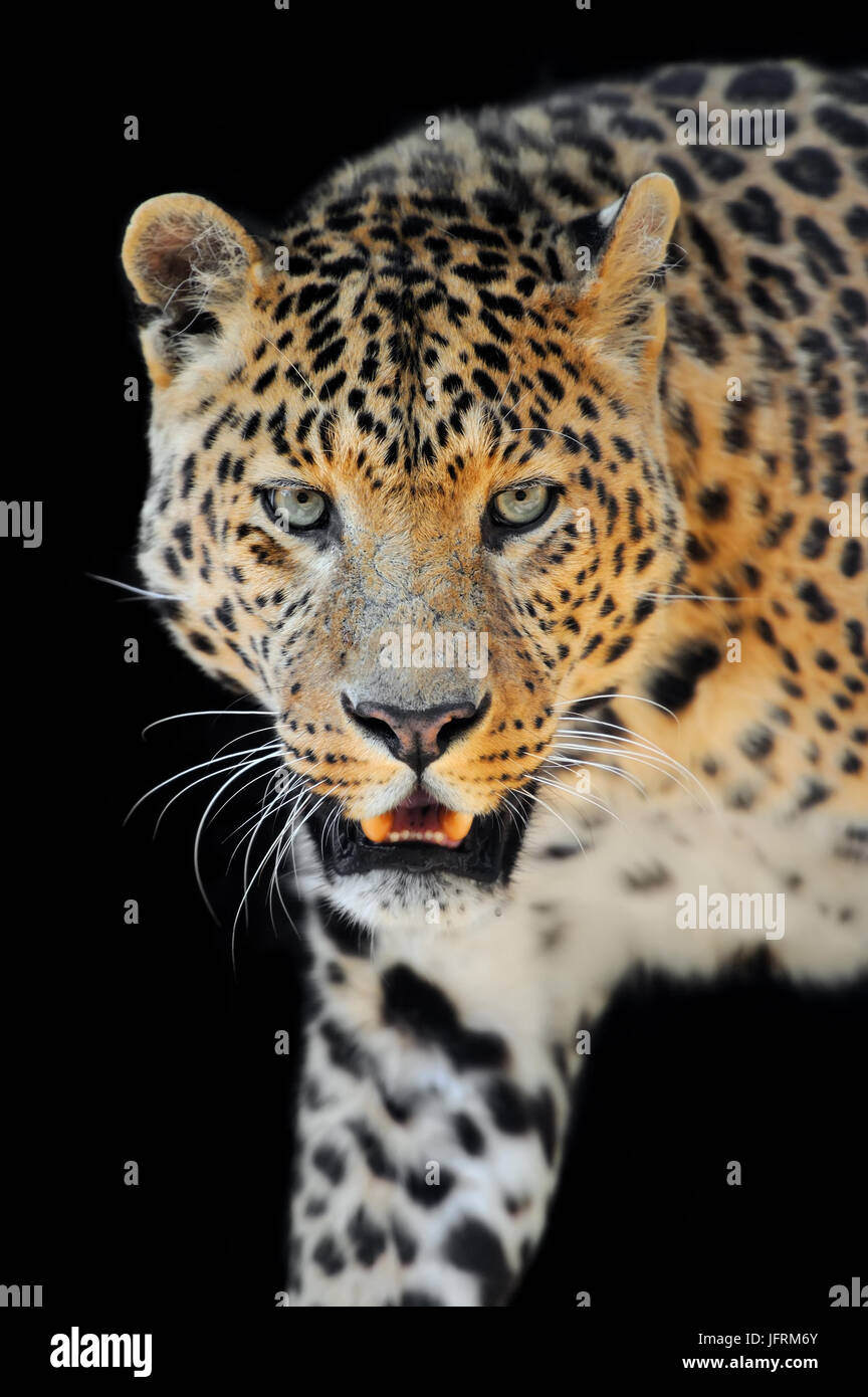 Close up wild leopard on the dark background Stock Photo - Alamy