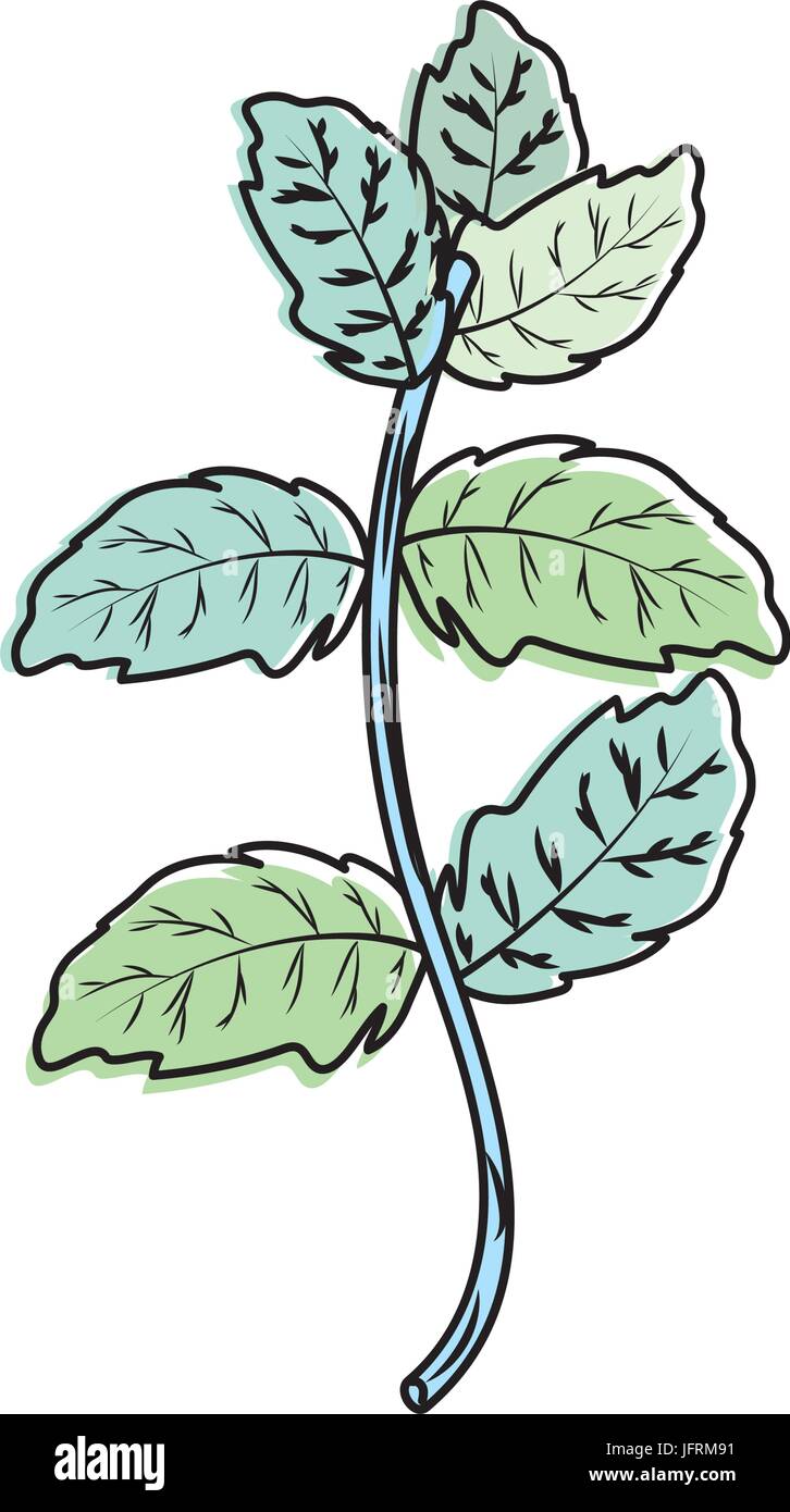 Peppermint Illustration High Resolution Stock Photography and Images ...