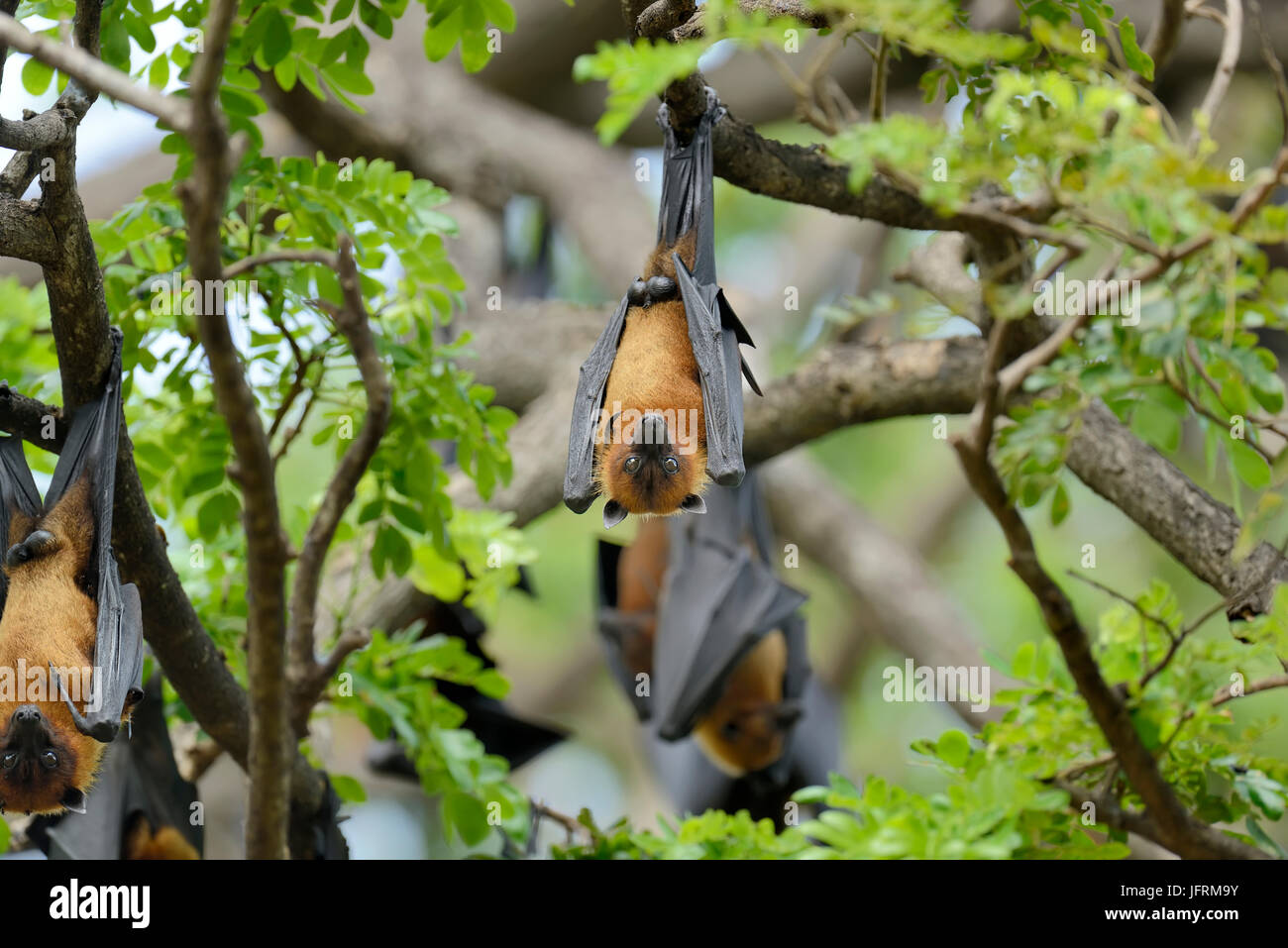 Flying foxes in a tree hi-res stock photography and images - Alamy