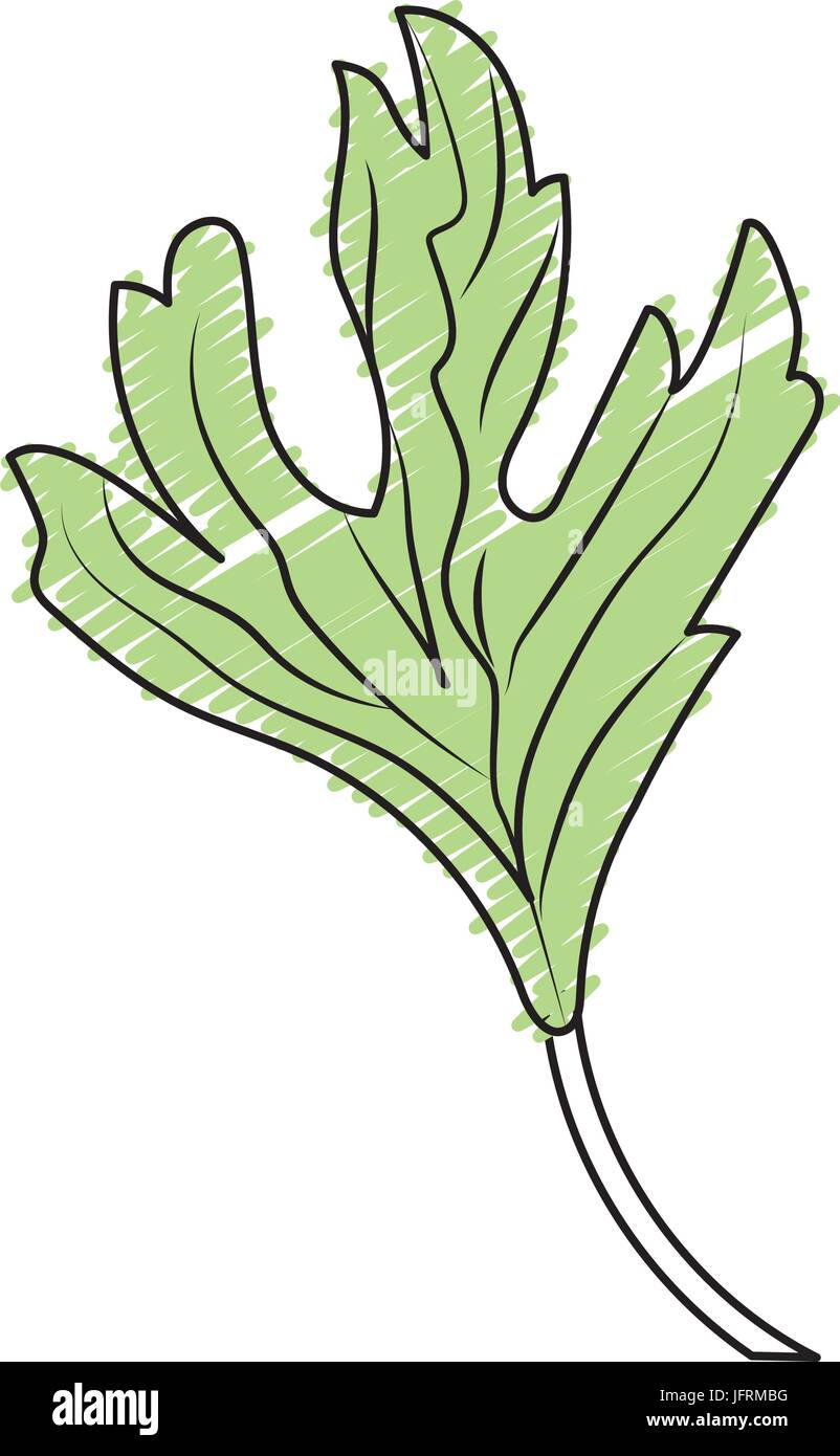 Coriander herb natural condiment Stock Vector Images - Alamy