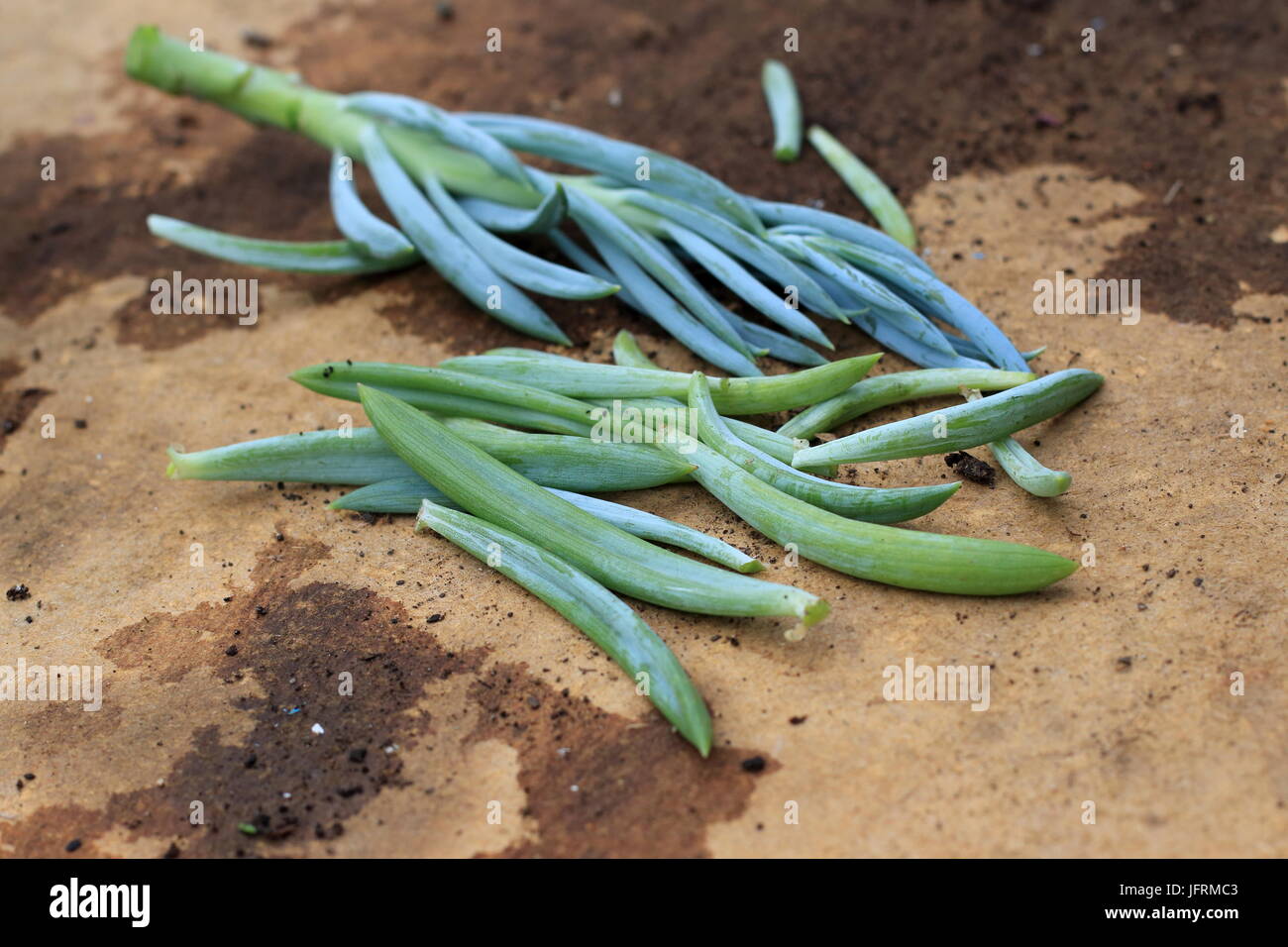 Blue Chalk Sticks Succulent or known as Senecio Mandraliscae, Blue ...