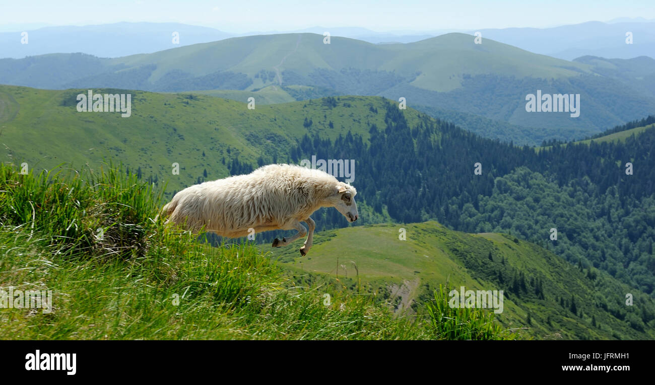 Lamb jumping in field hi-res stock photography and images - Alamy