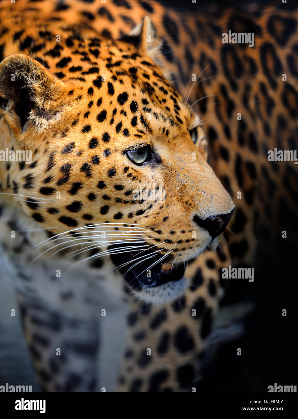 Leoprad face hi-res stock photography and images - Alamy