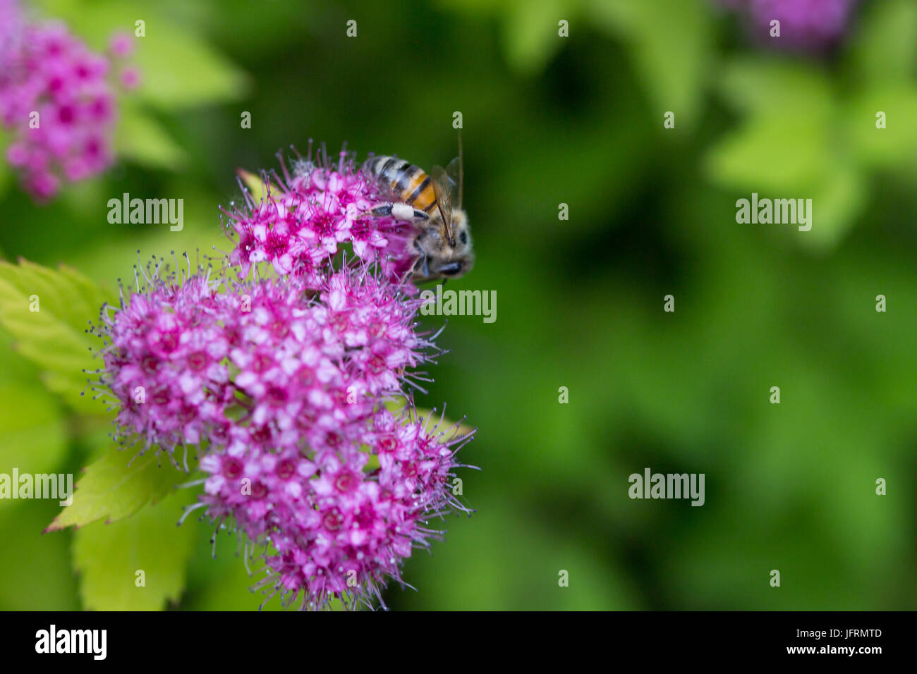 A bee gathering pollen on Spiraea Japonica. Close-up macro Stock Photo ...