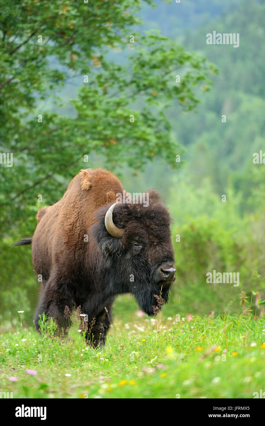 Large male of bison in the forest Stock Photo - Alamy