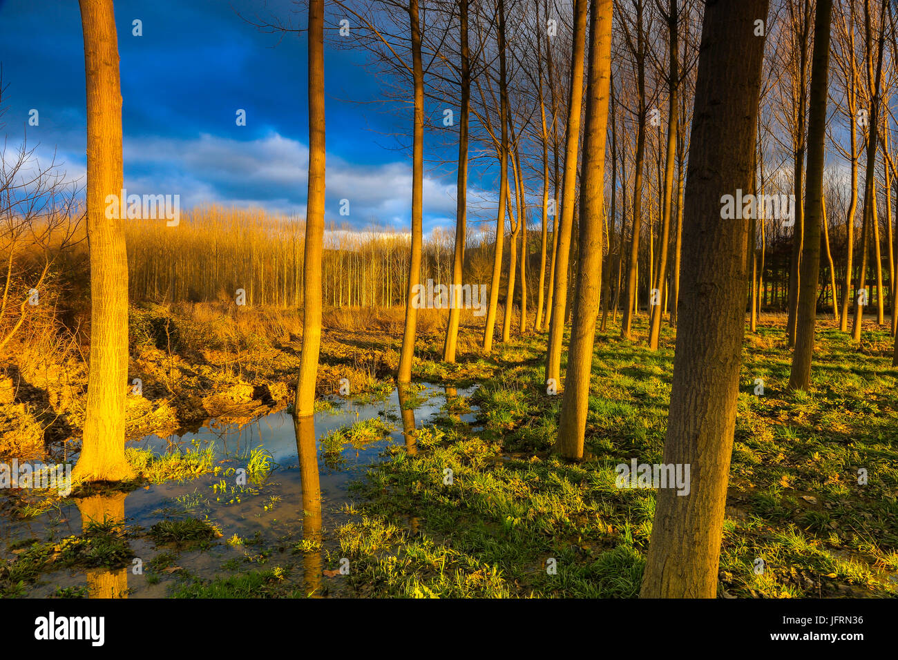 Grove pond hi-res stock photography and images - Alamy
