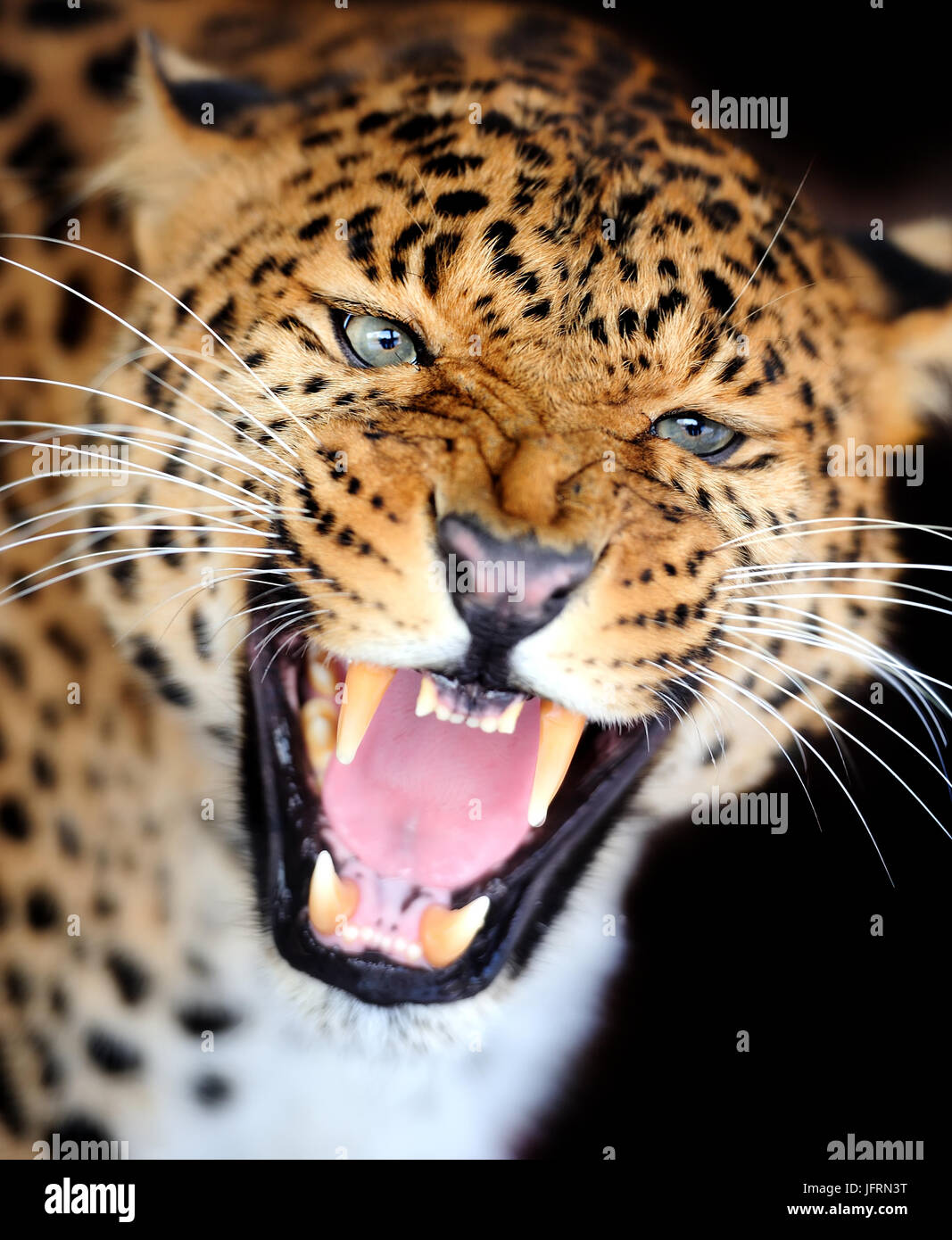 Leopard portrait on dark background Stock Photo - Alamy