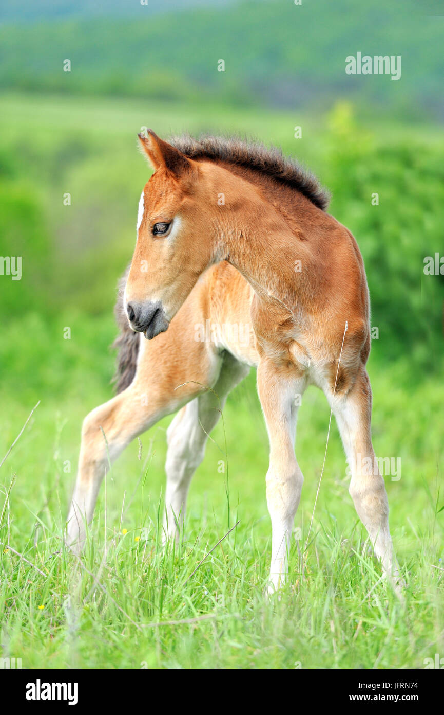 Colt in meadow Stock Photo - Alamy