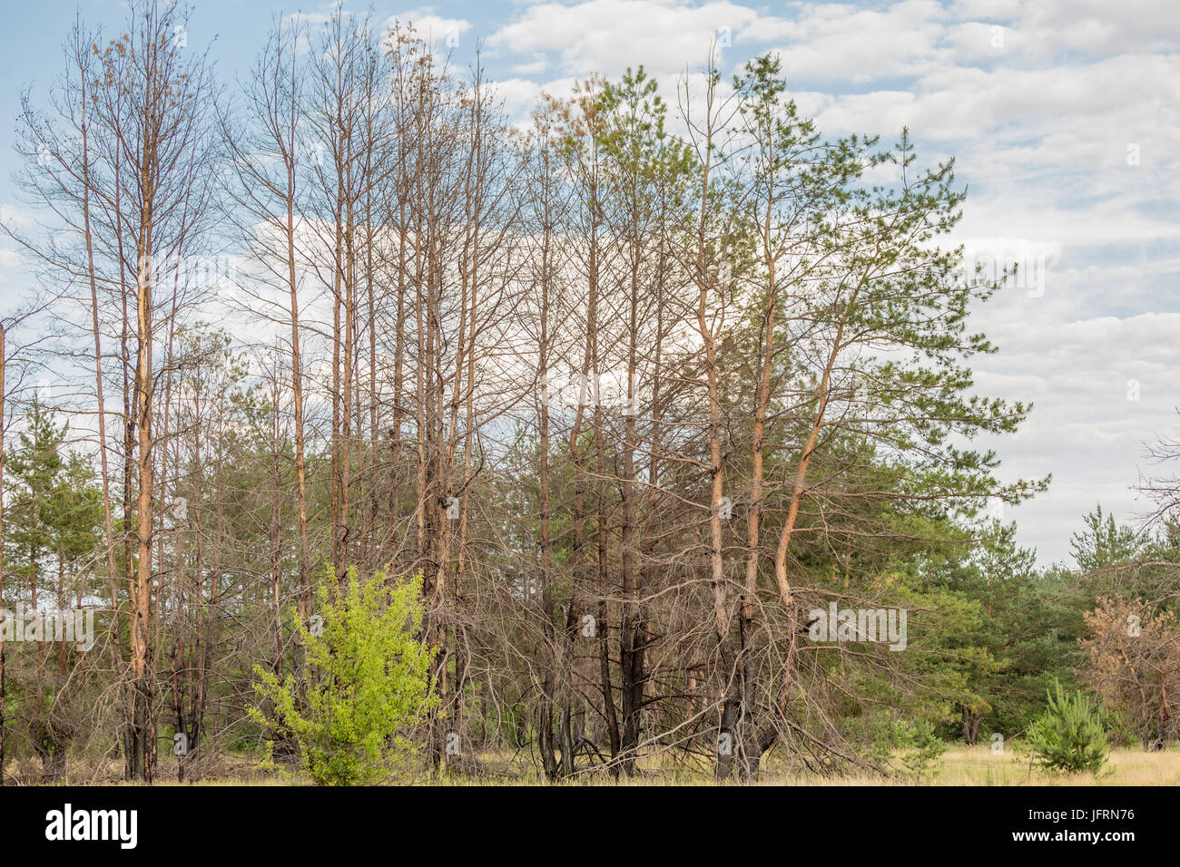 Deadwood after forest fire hi-res stock photography and images - Alamy