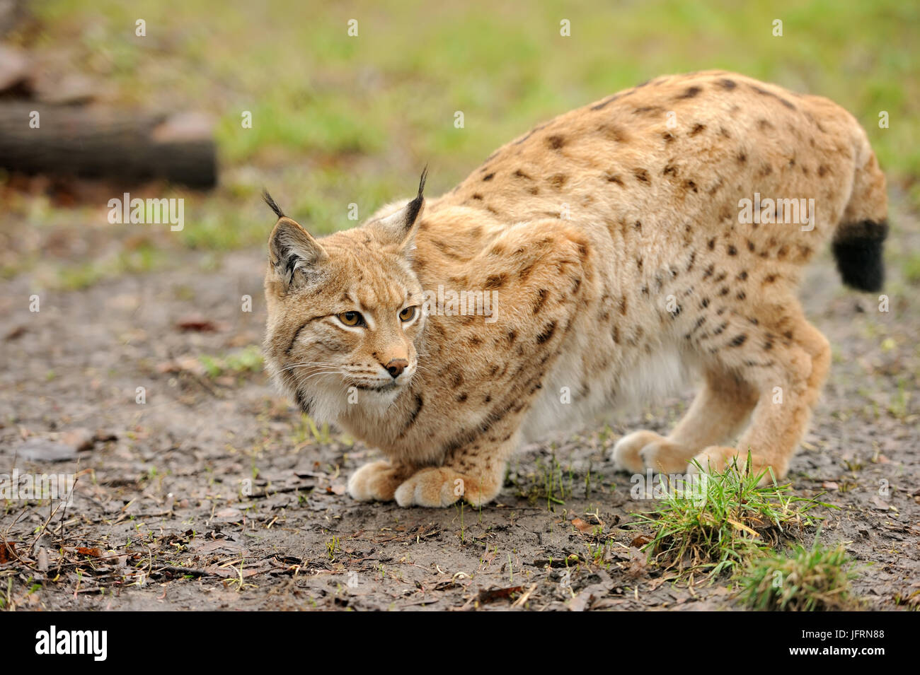 Lynx forest hi-res stock photography and images - Alamy