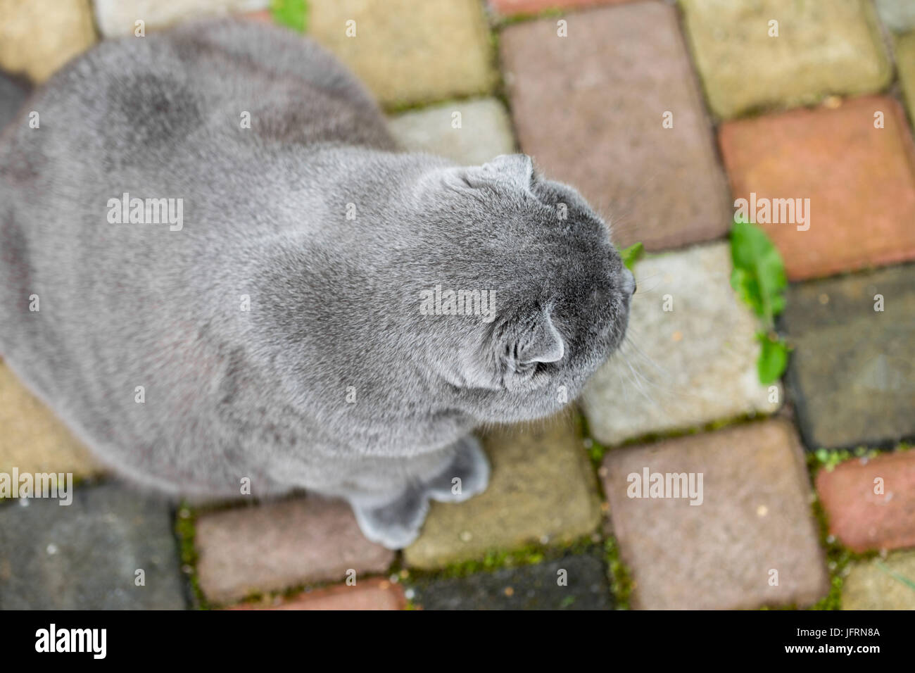 Grey scottish fold cat sitting on a colorful pavement in a garden Stock ...