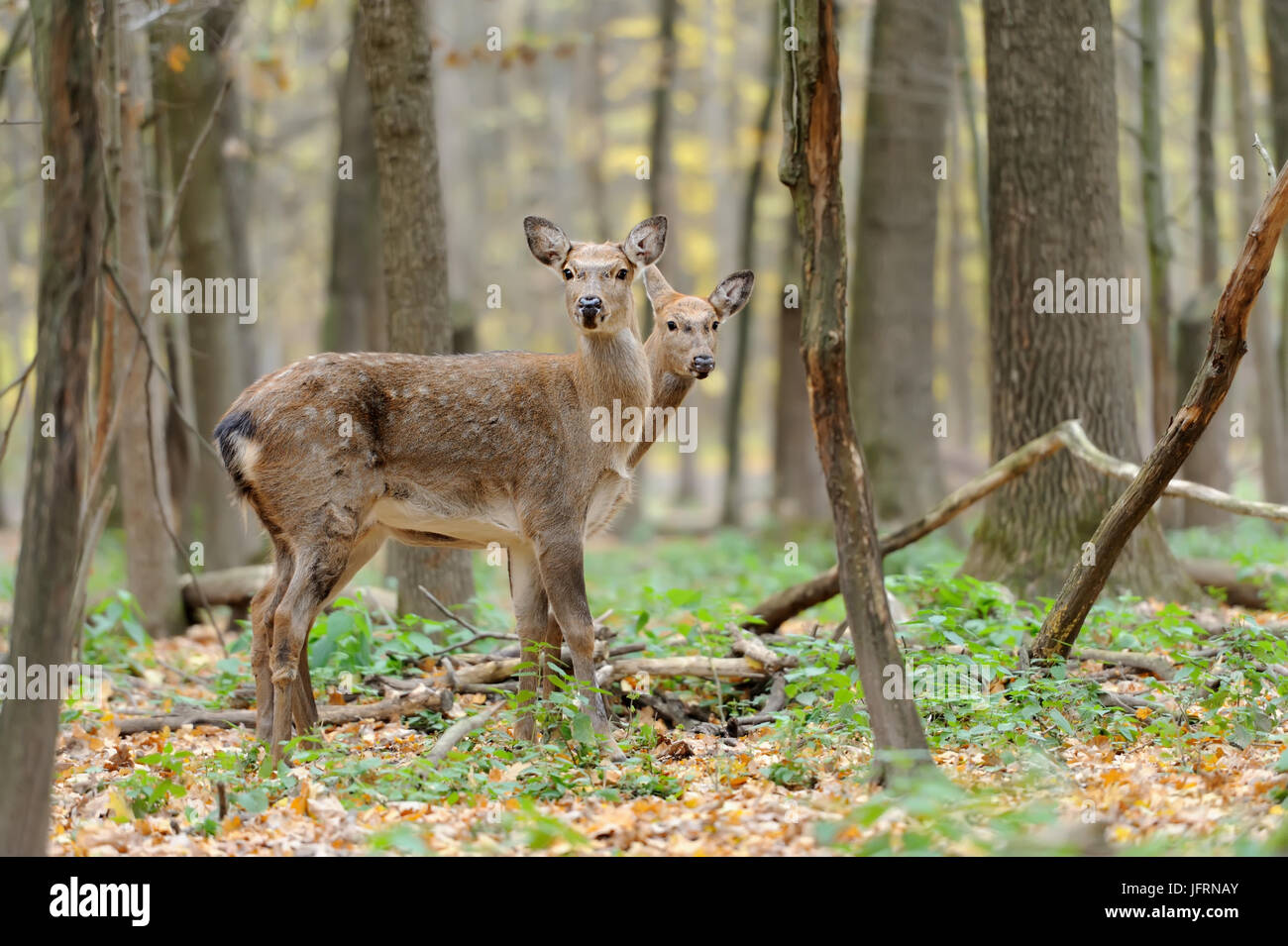 Beautiful young red deer in forest Stock Photo - Alamy