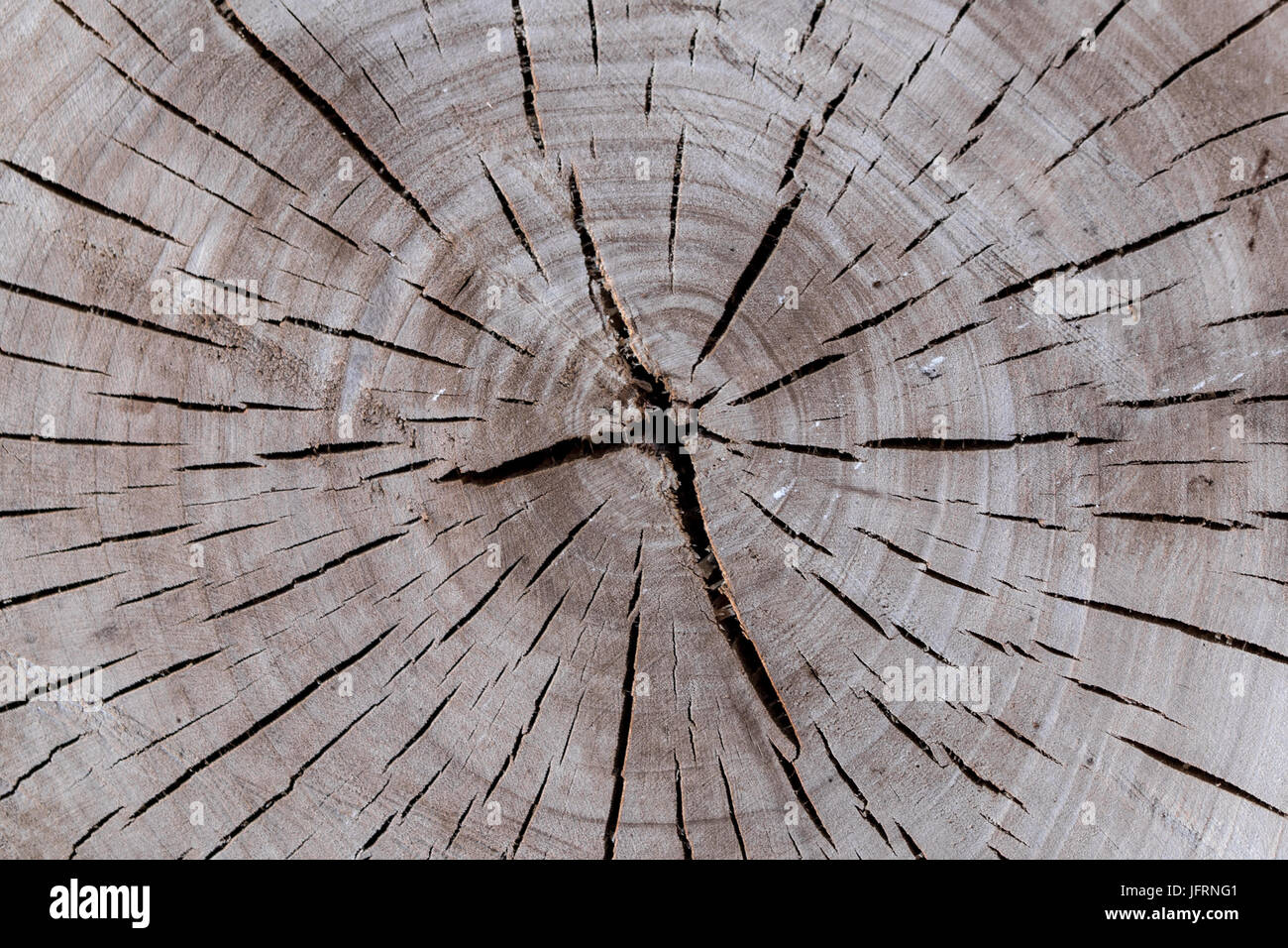 Old weathered pine tree cut. Wooden texture, close-up Stock Photo - Alamy