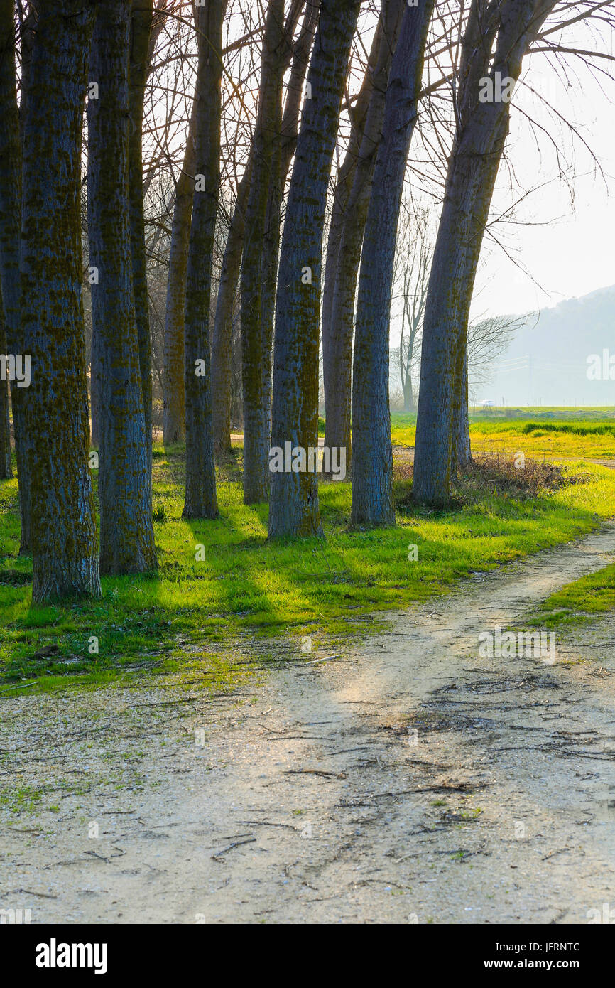 Forest grove hi-res stock photography and images - Alamy