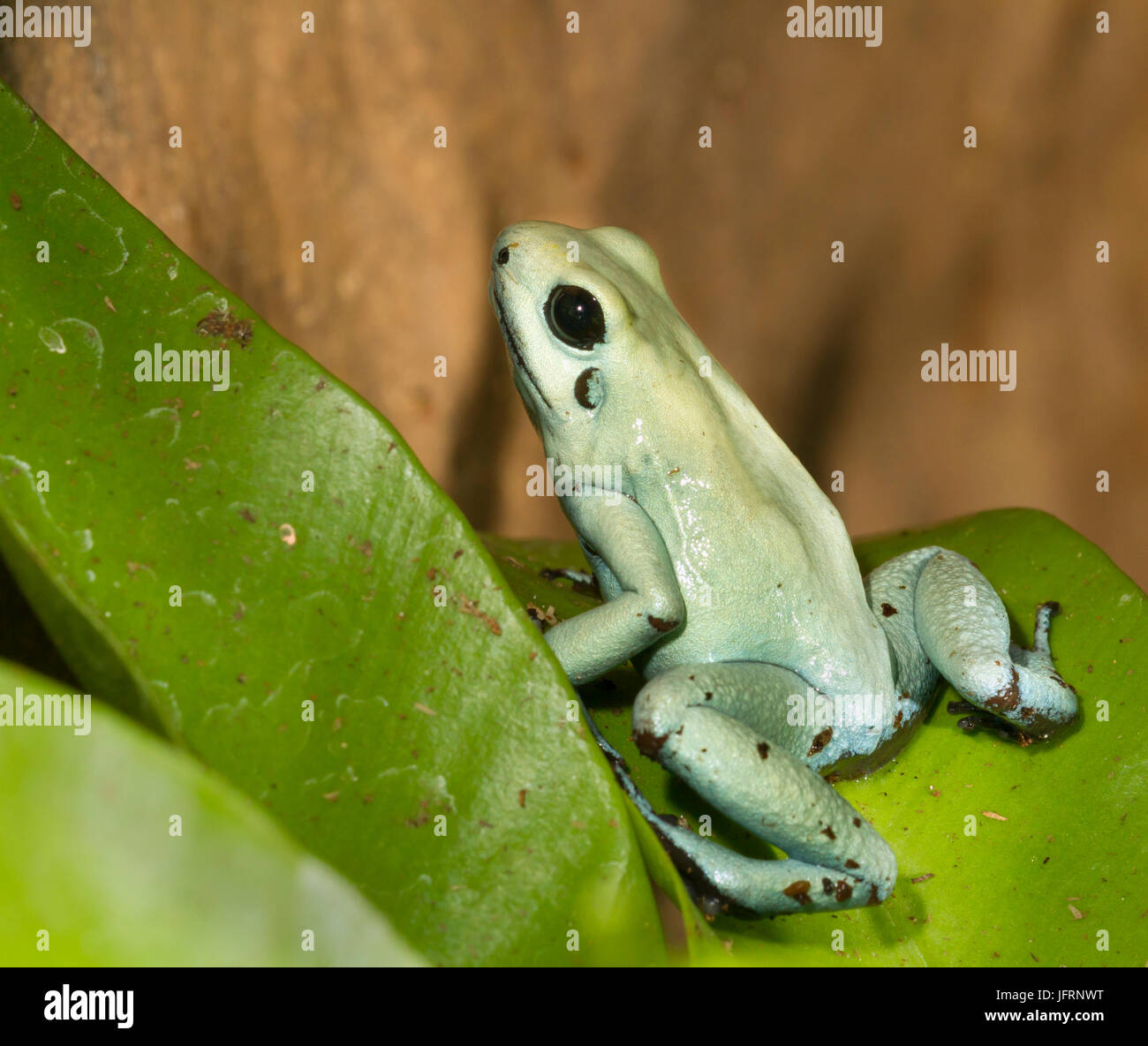 Poisonous tree frog hi-res stock photography and images - Alamy