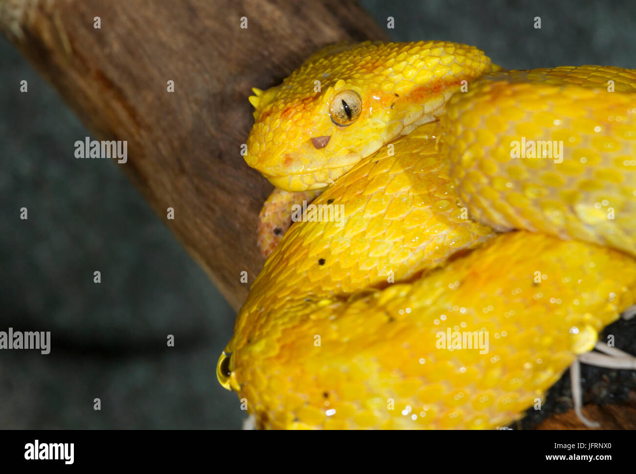 Eyelash Viper (Bothriechis schlegelii) on a tree branch Stock Photo - Alamy