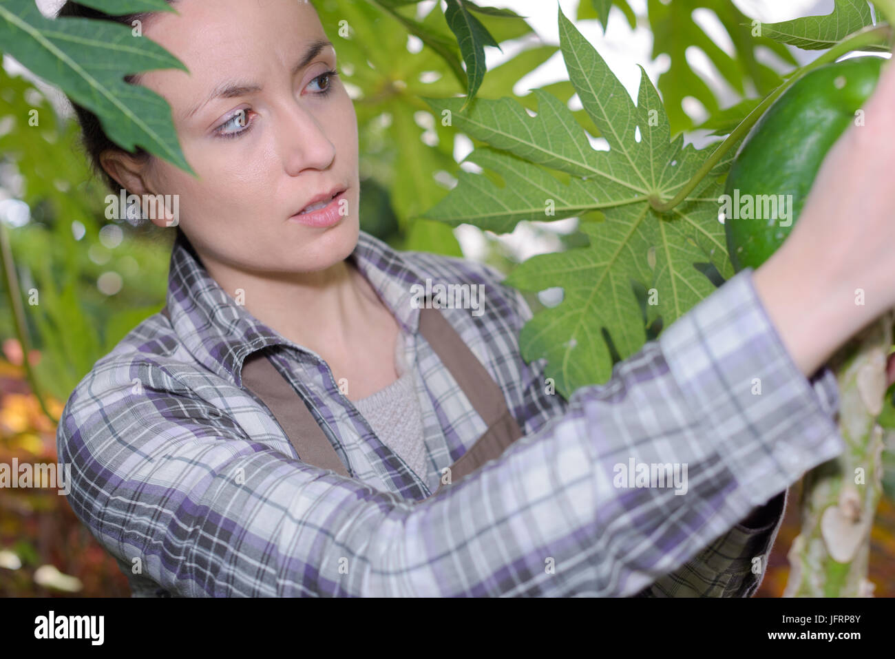 young woman checking fruit from a tree in the garden Stock Photo - Alamy