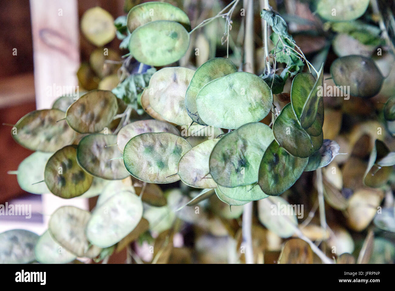 Honesty seed head hi-res stock photography and images - Alamy