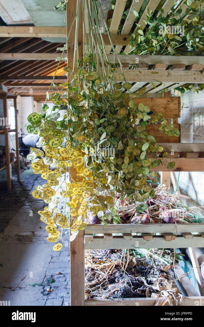 Honesty seed head hi-res stock photography and images - Alamy