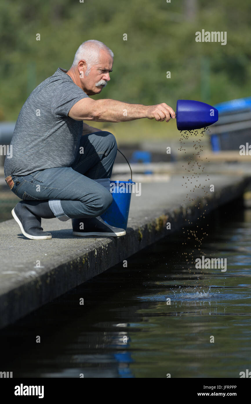 old man feeding fish in fish farm Stock Photo - Alamy
