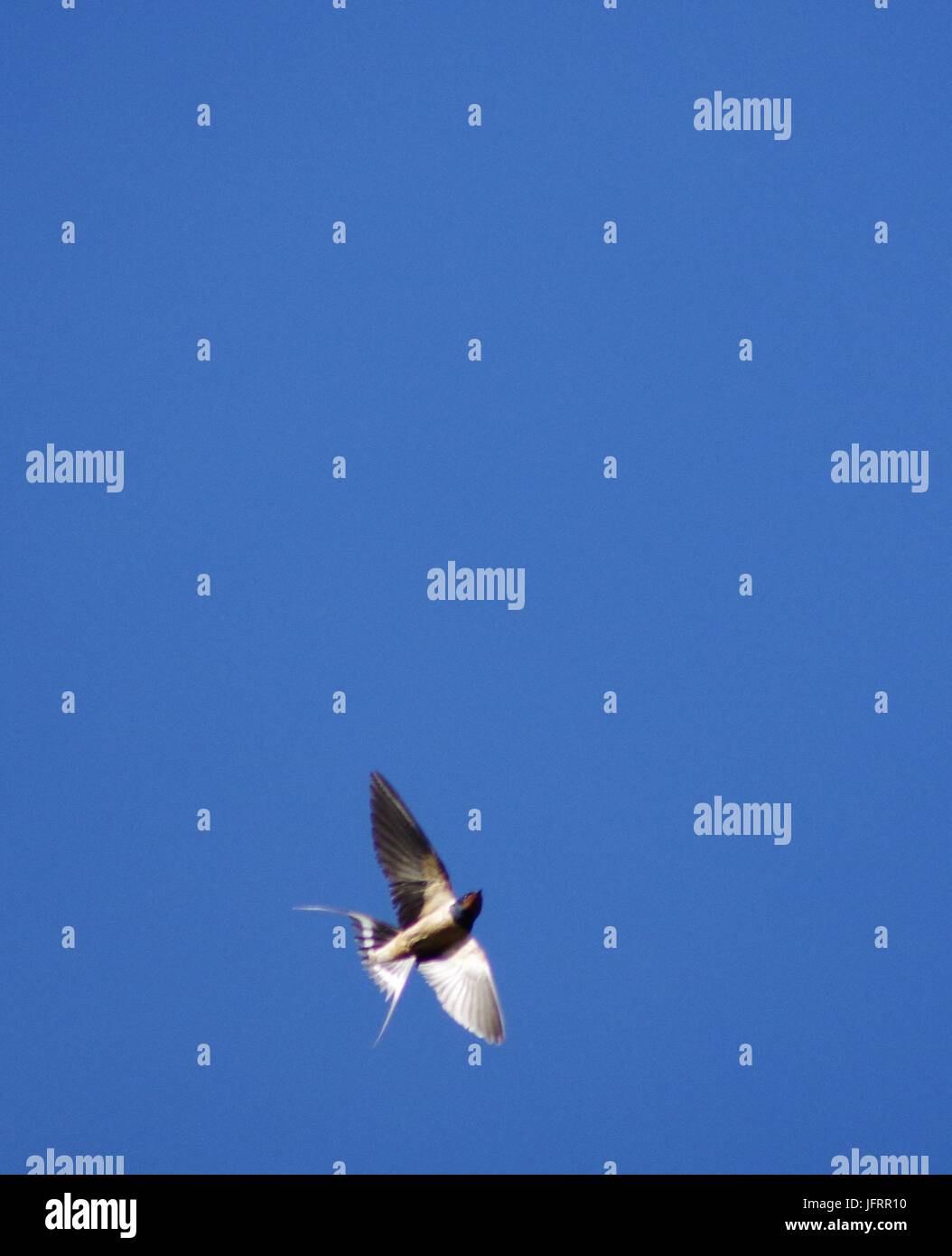 Hirundo rustica flying uk spring hi-res stock photography and images ...