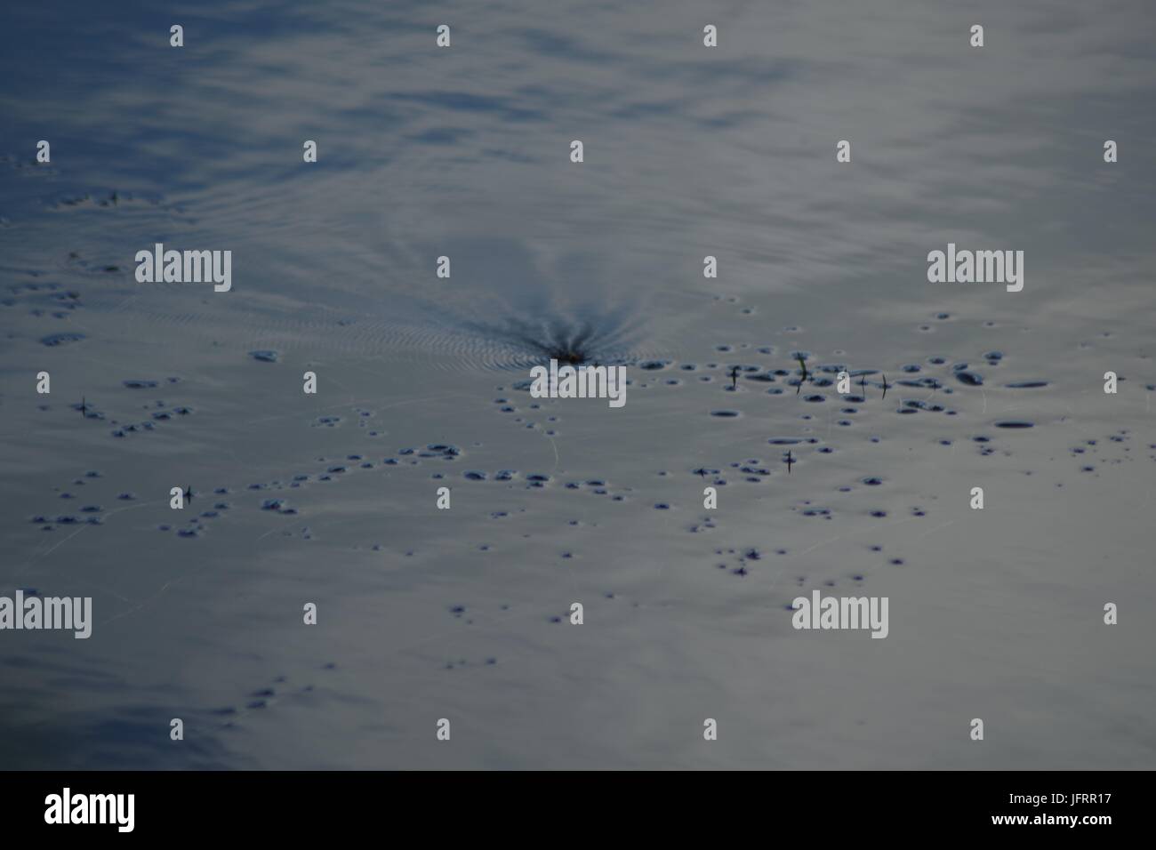 Insect Struggling on the Water's Surface of Exeter's Ship Canal. Devon ...
