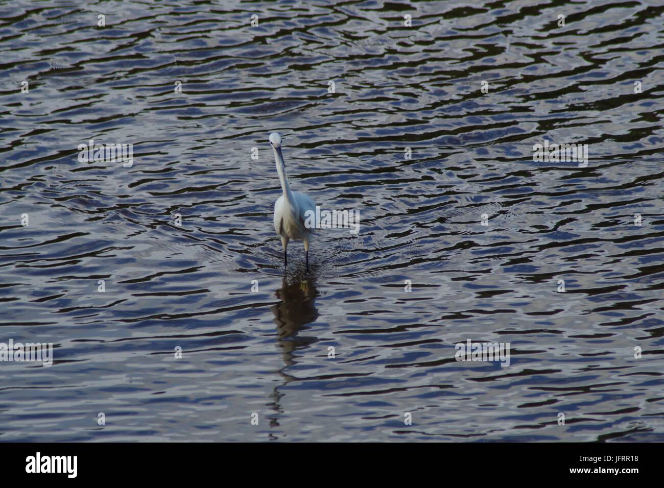 Little Egret (Egretta garzetta) Fishing at Salmon Pool, St Jame's Weir ...
