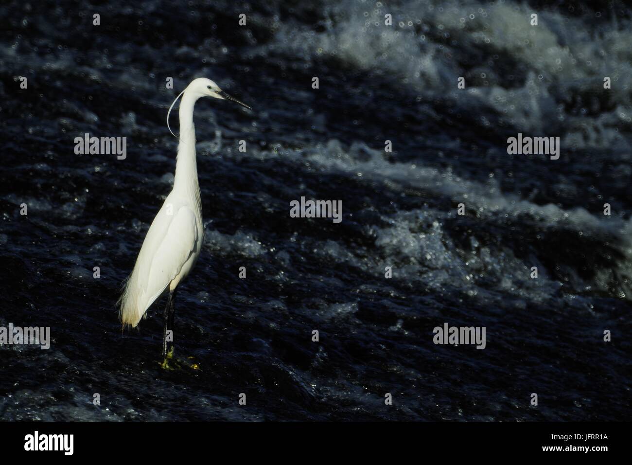Little Egret (Egretta garzetta) Fishing at Salmon Pool, St Jame's Weir ...