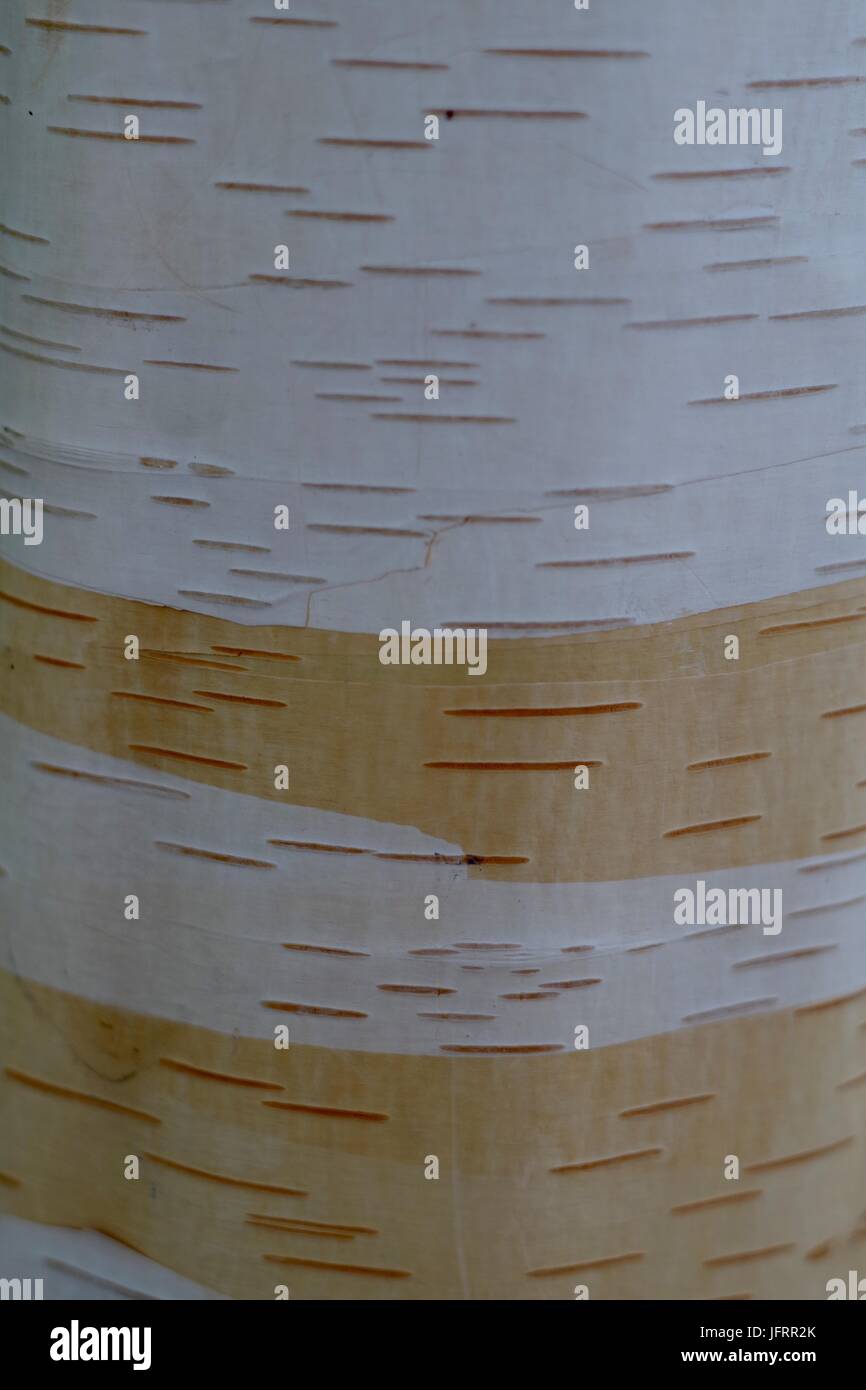 Birch Trees Garden Uk High Resolution Stock Photography and Images - Alamy