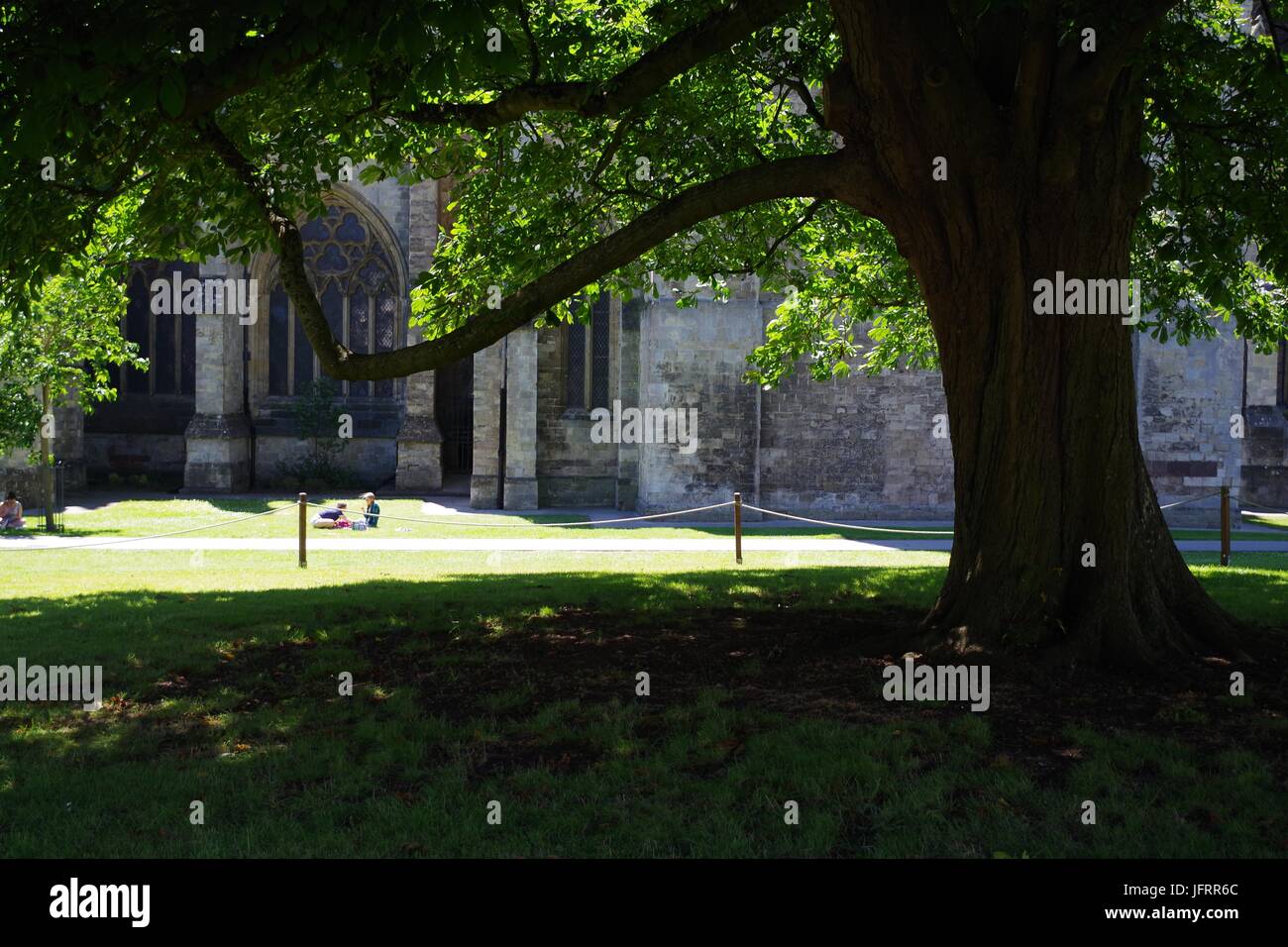 Horse Chestnut Tree on Exeter Cathedral Green. Exeter, Devon, UK. July ...