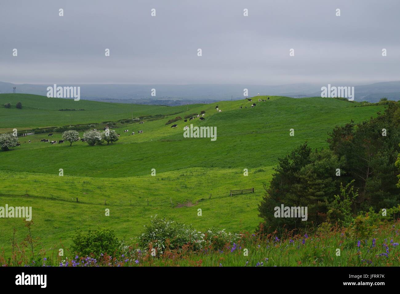 Tandle Hill Country Park, Oldham, Manchester, England, UK. June, 2016 ...