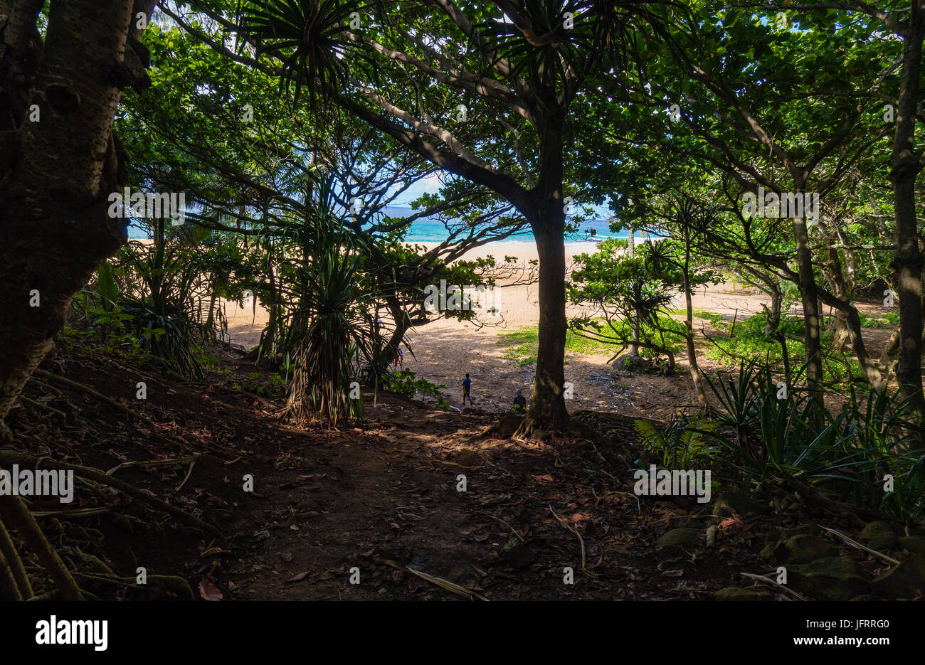 Path through forest to Secret Beach (Kauapea), Kauai, Hwaii, USA ...